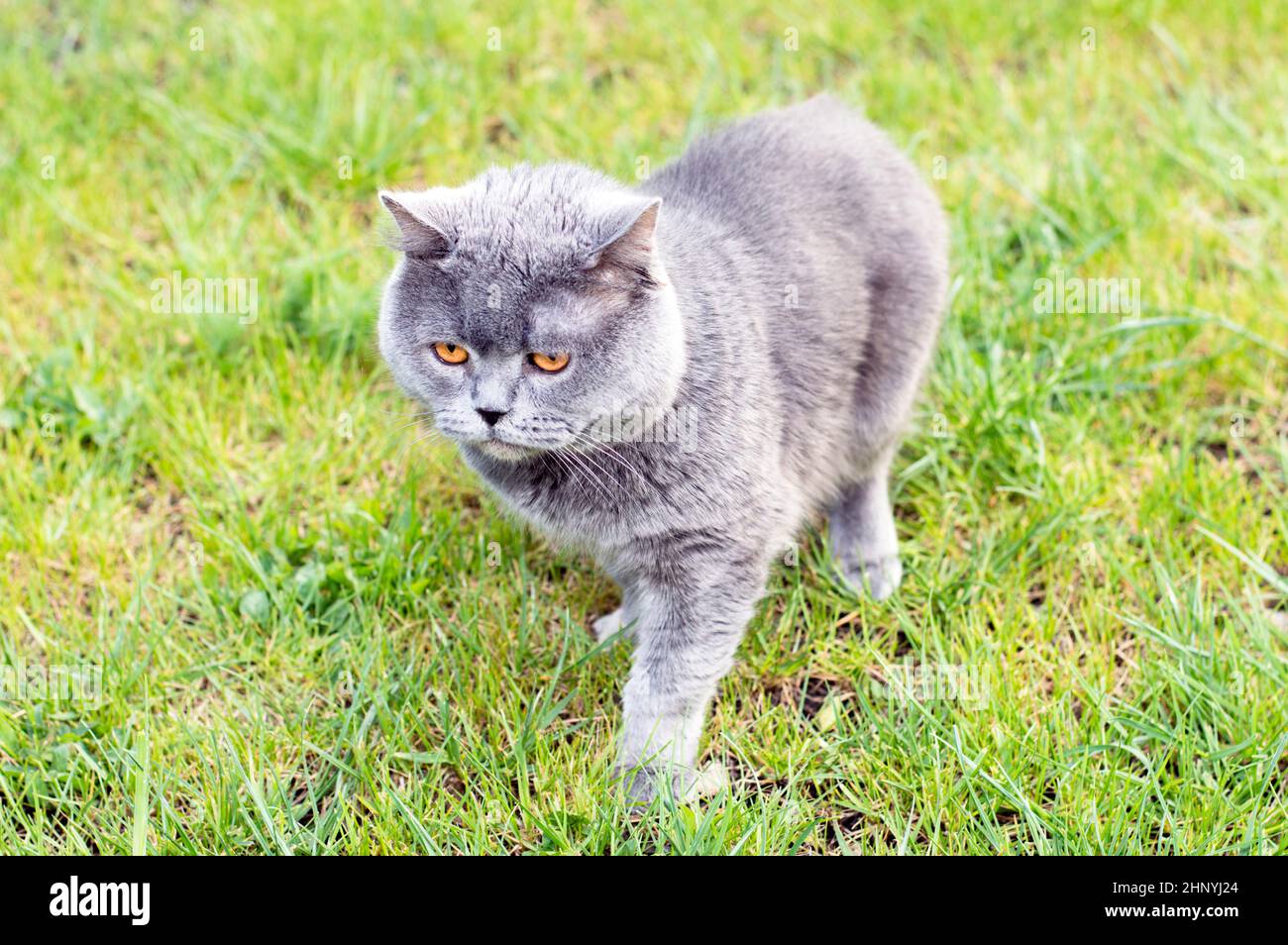 A beautiful Scottish cat walks in a green meadow, the theme of domestic ...