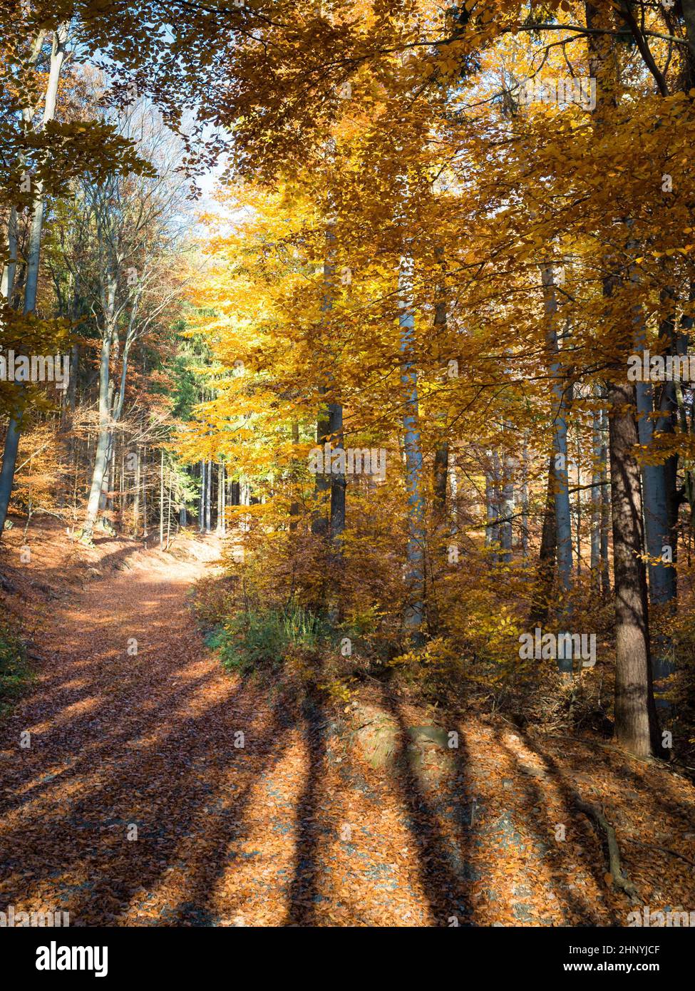 Autumn forest scene Stock Photo - Alamy