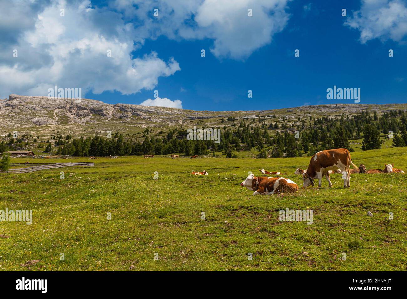 Dairy cattle photographed in the mountain pastures of the Italian Alps ...