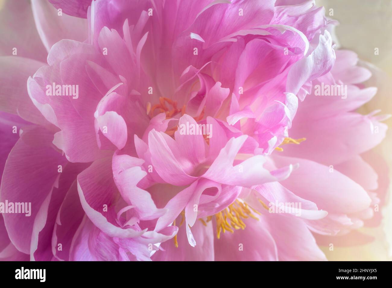 The beautiful pink large peony blossoming in a garden, is photographed ...