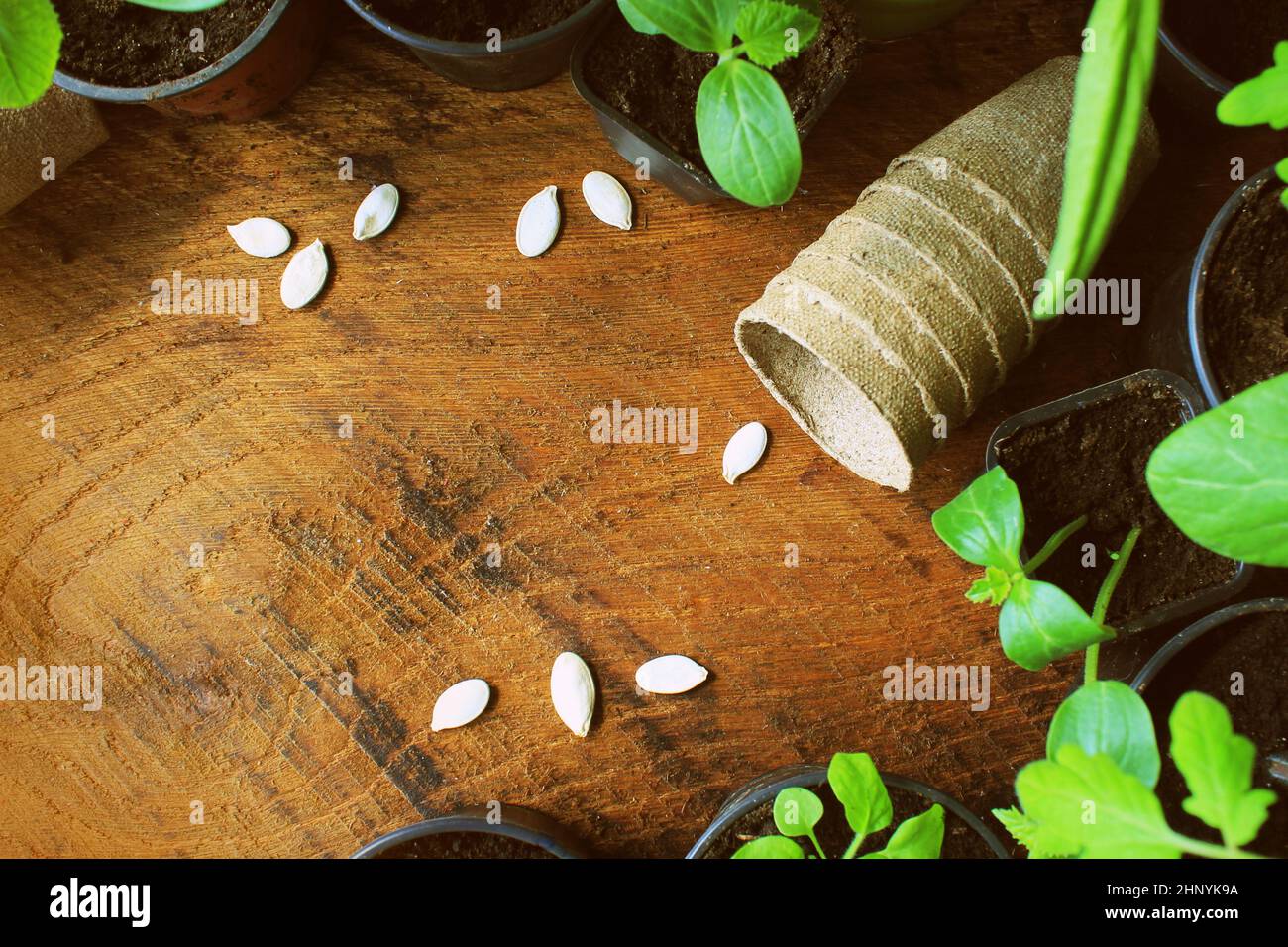 Gardening background with seedling, seeds and pots..Young fresh ...
