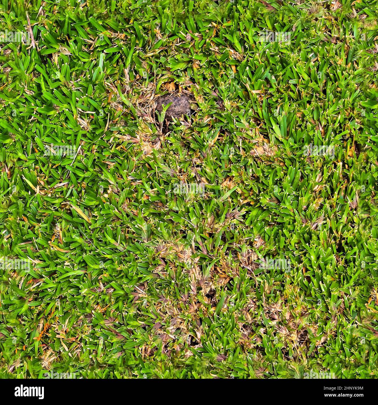 Photo realistic seamless grass texture in high resolution with more ...