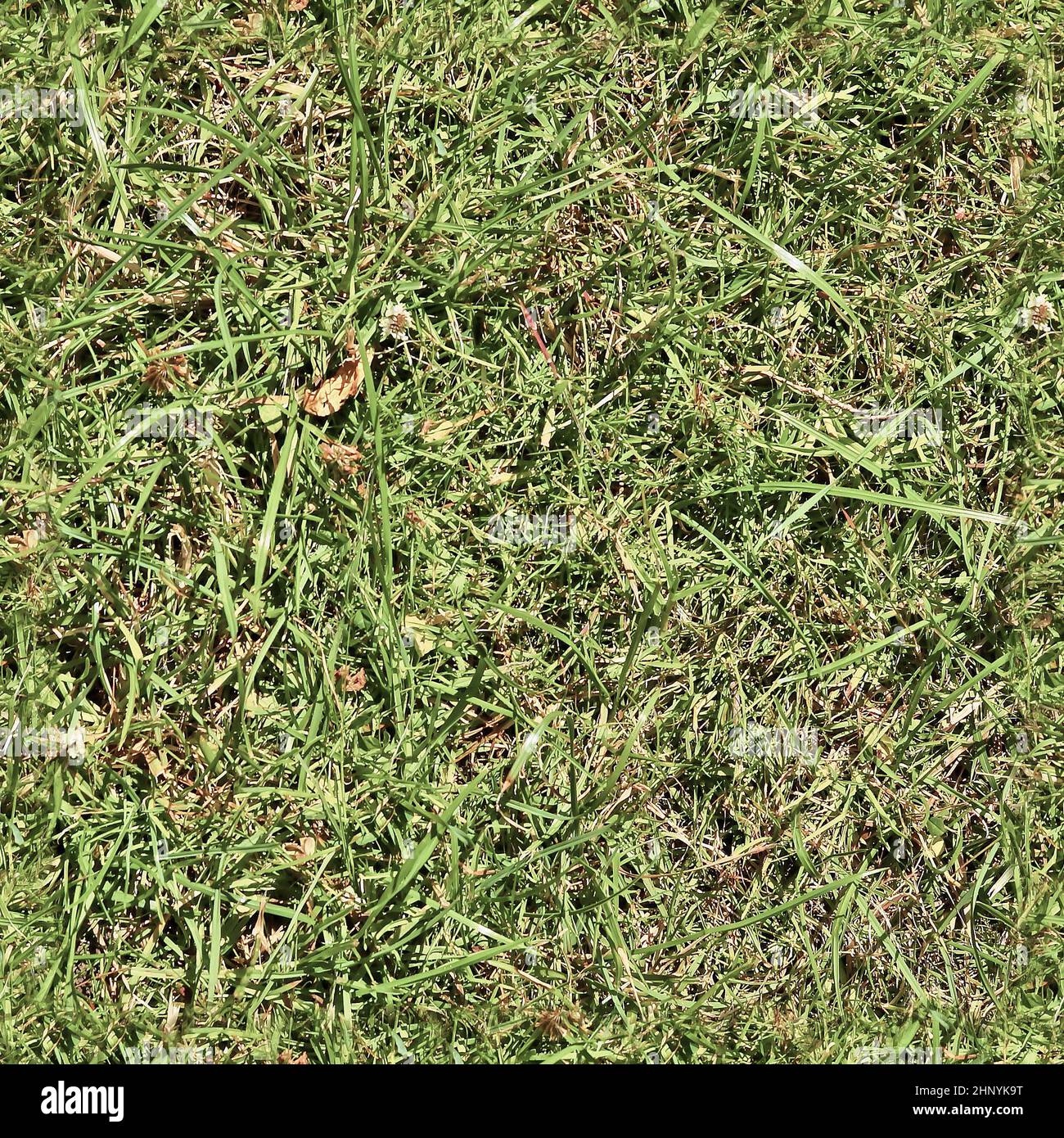 Photo realistic seamless grass texture in high resolution with more ...