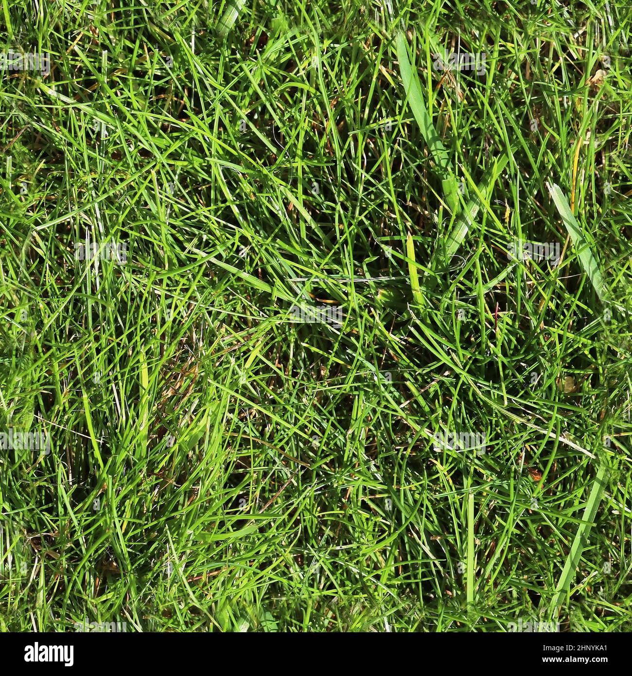 Photo realistic seamless grass texture in high resolution with more ...