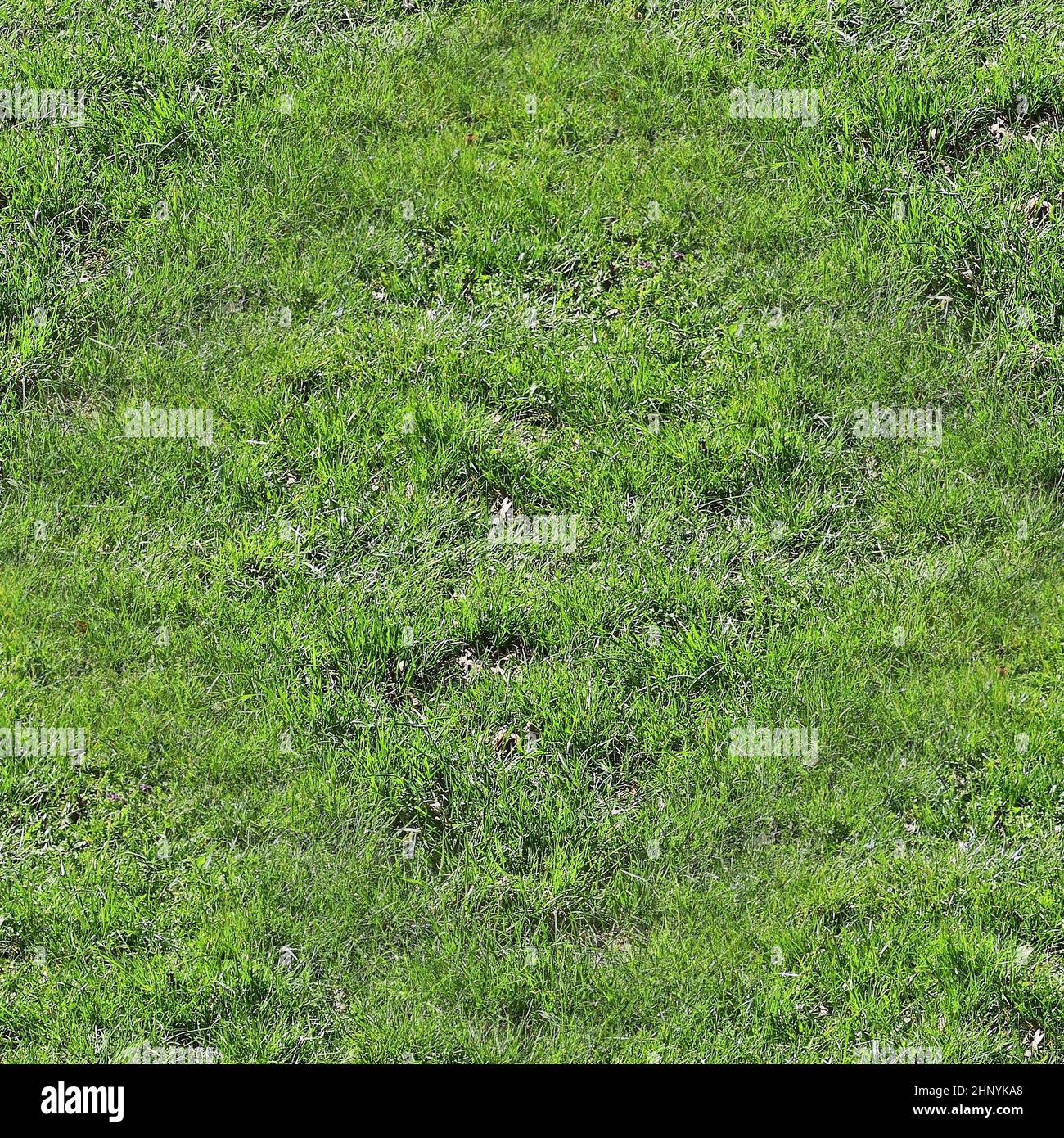 Photo realistic seamless grass texture in high resolution with more ...
