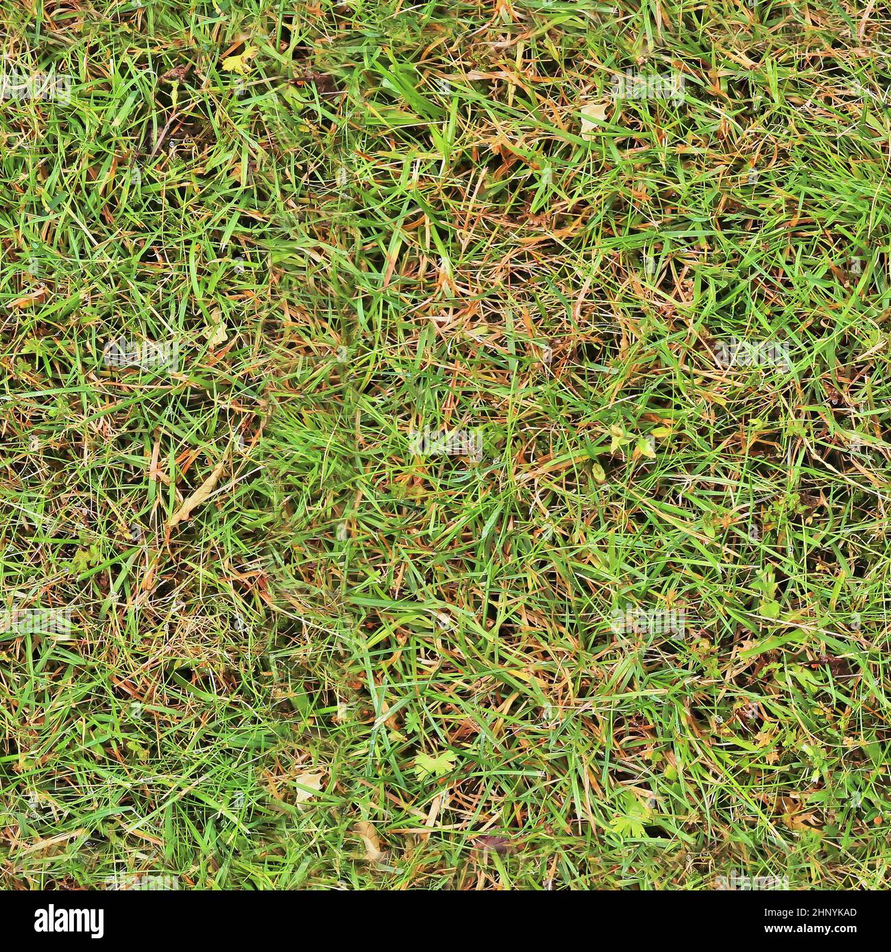Grass Texture 6 By Page 6 | Advanced Grass Texture Editing Vectors