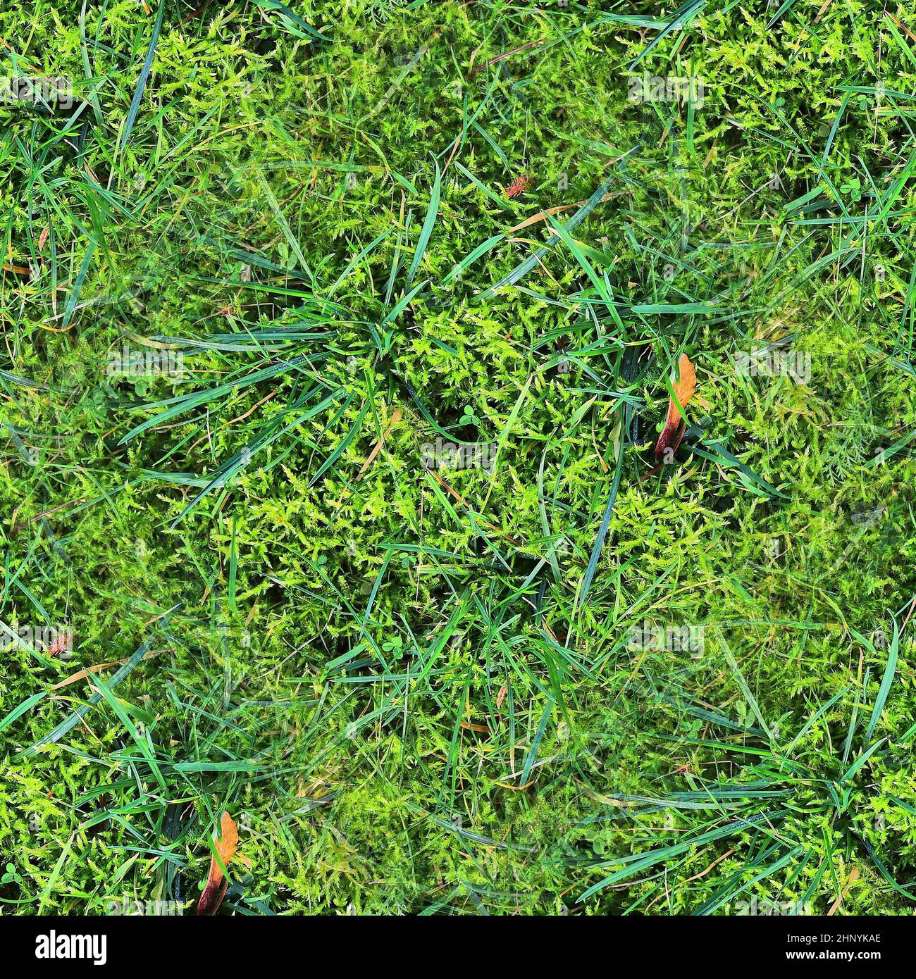 Photo realistic seamless grass texture in high resolution with more ...