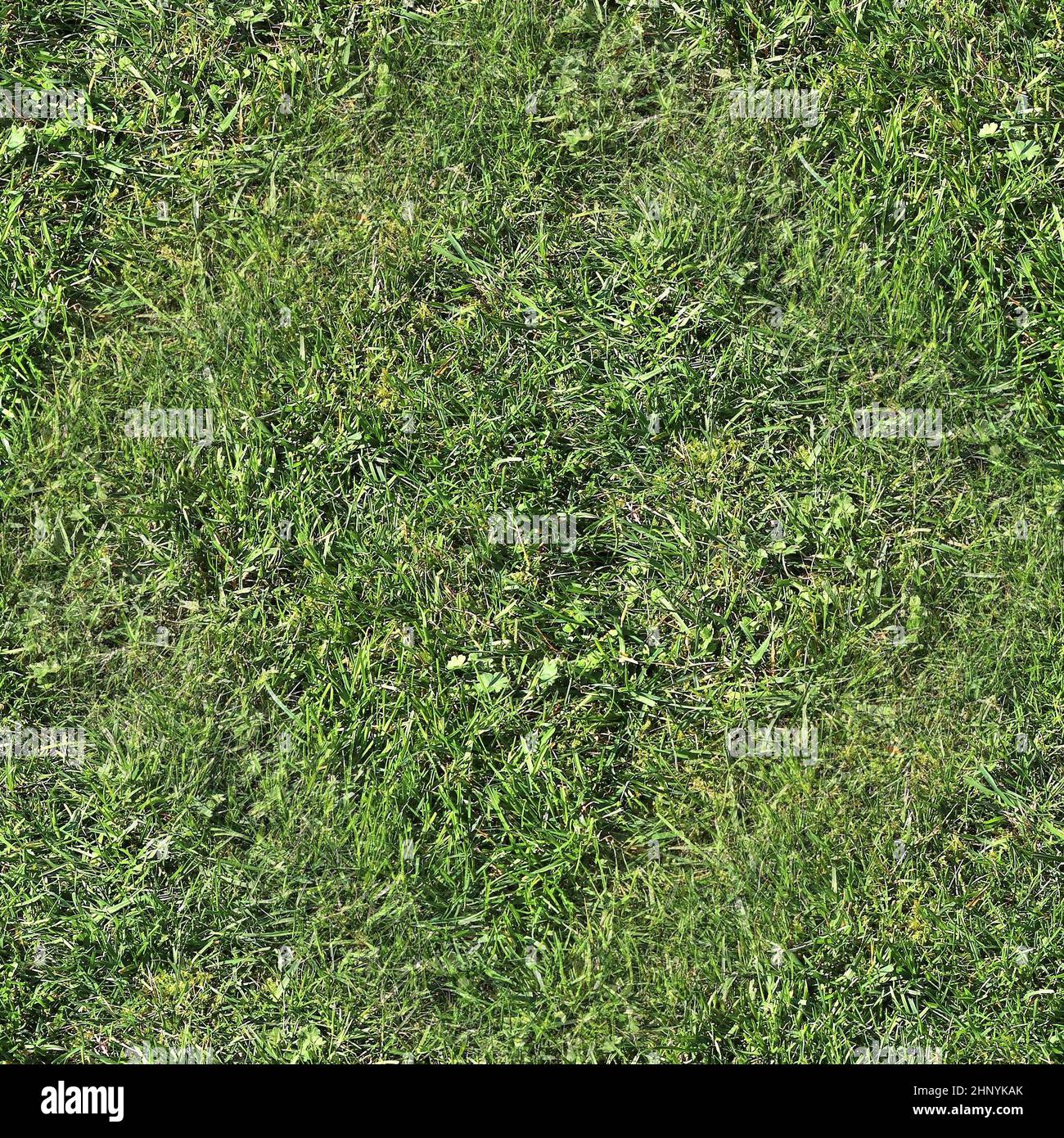 Photo realistic seamless grass texture in high resolution with more ...
