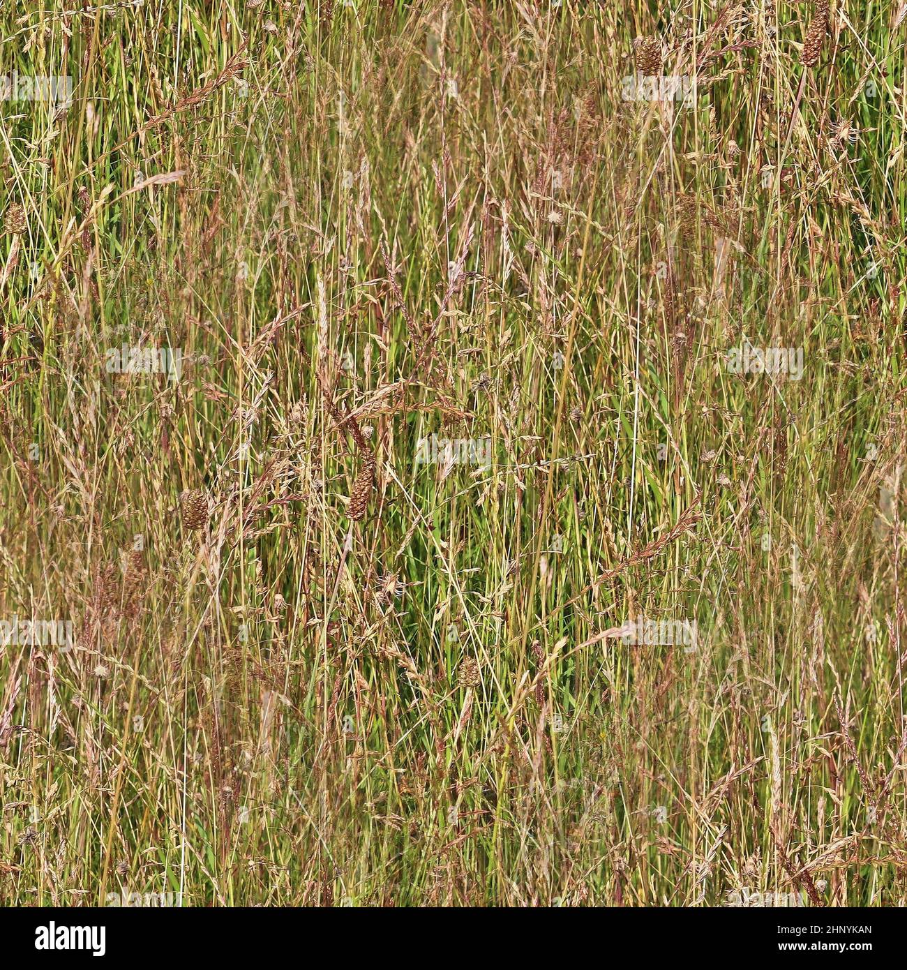 Photo realistic seamless grass texture in high resolution with more ...