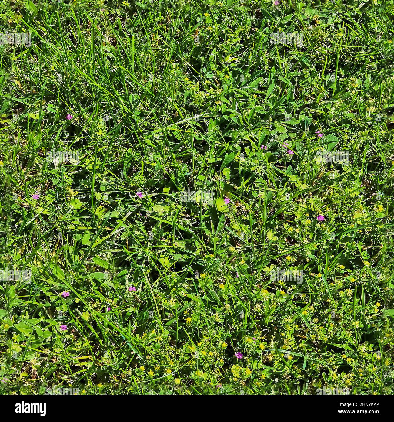 Photo realistic seamless grass texture in high resolution with more ...
