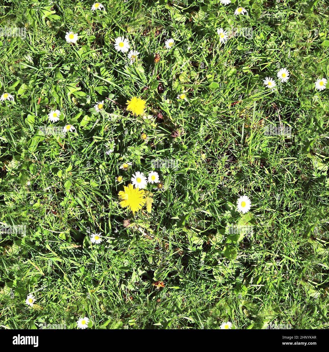 Photo realistic seamless grass texture in high resolution with more ...