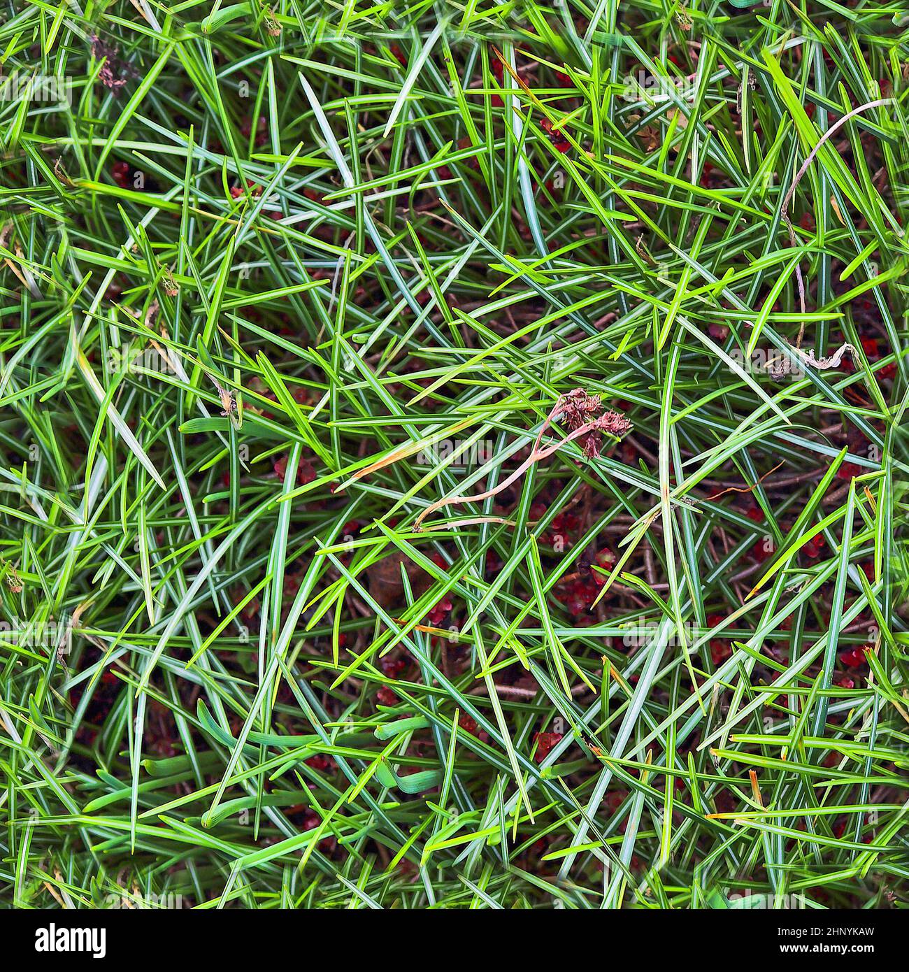 Photo realistic seamless grass texture in high resolution with more ...
