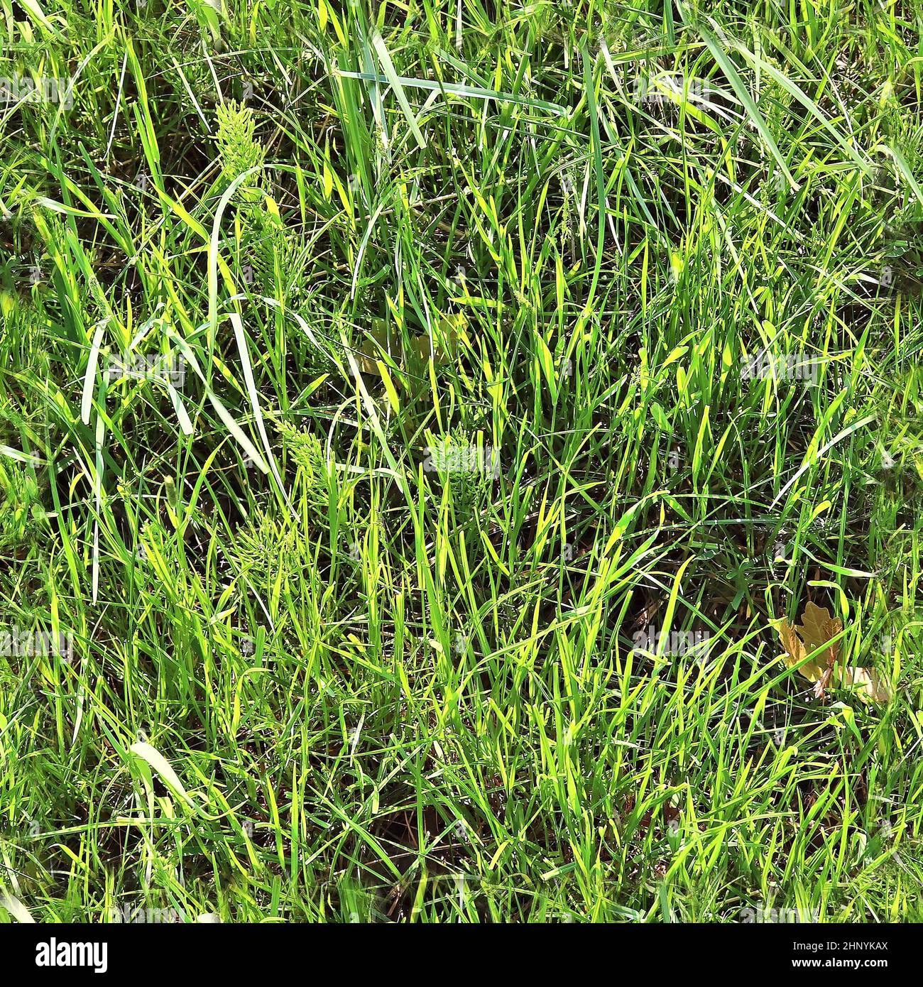 Photo realistic seamless grass texture in high resolution with more ...