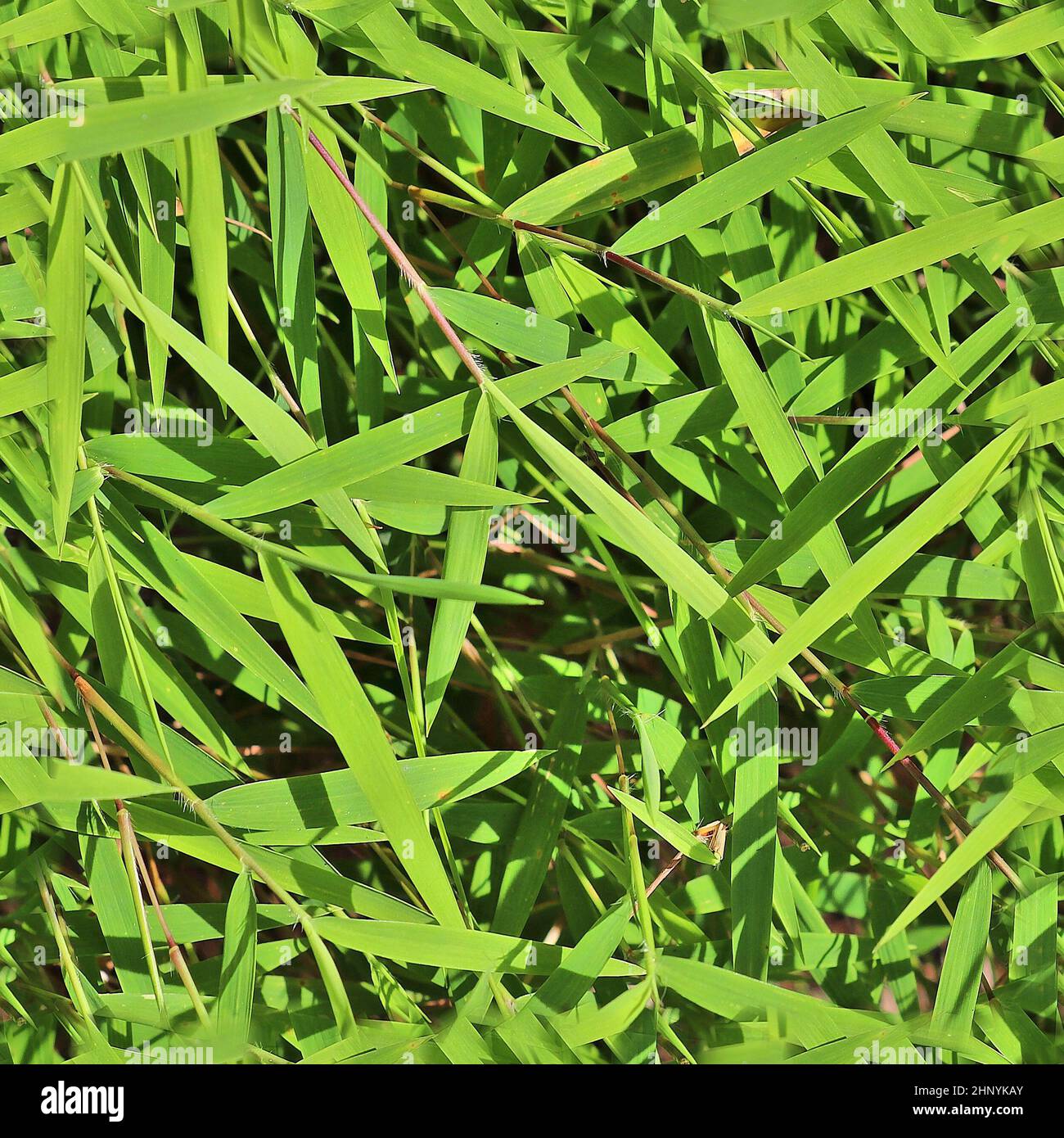 Photo realistic seamless grass texture in high resolution with more ...