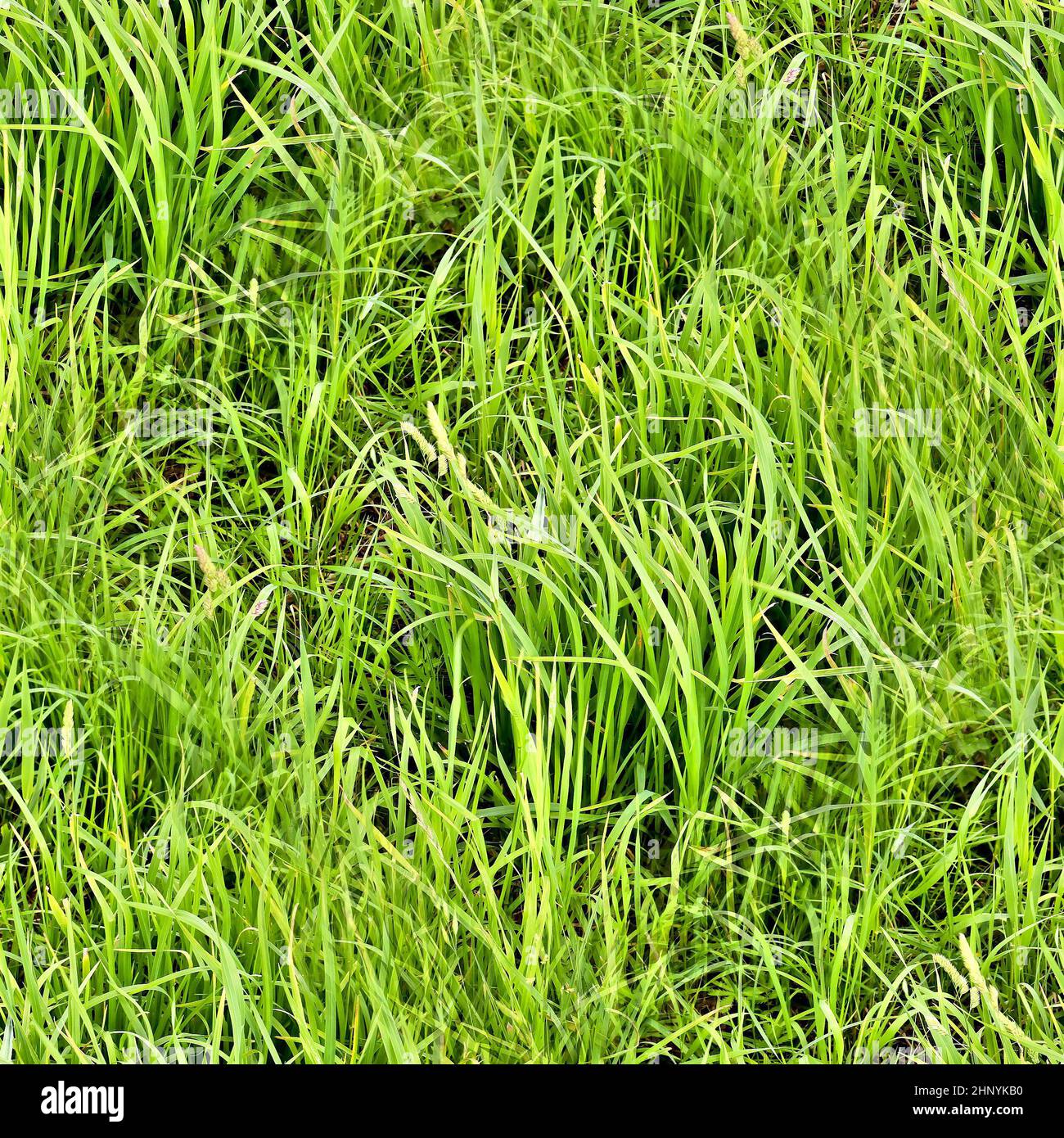 Photo realistic seamless grass texture in high resolution with more ...