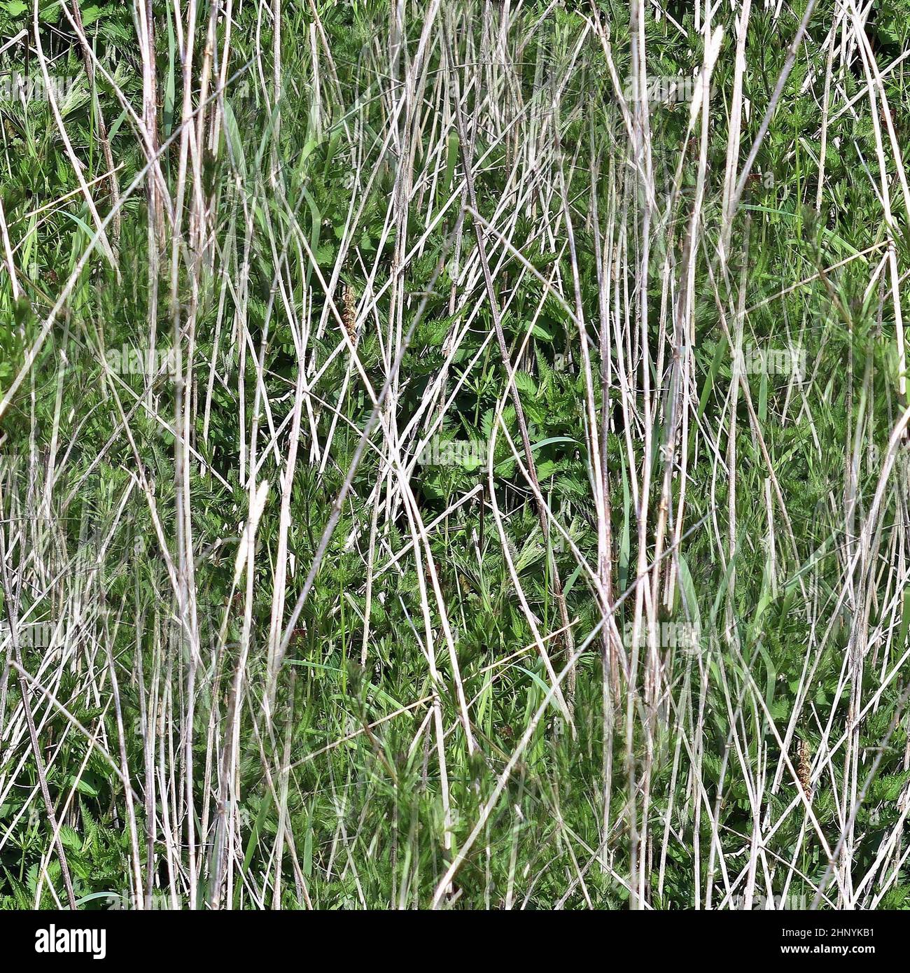 Photo realistic seamless grass texture in high resolution with more ...