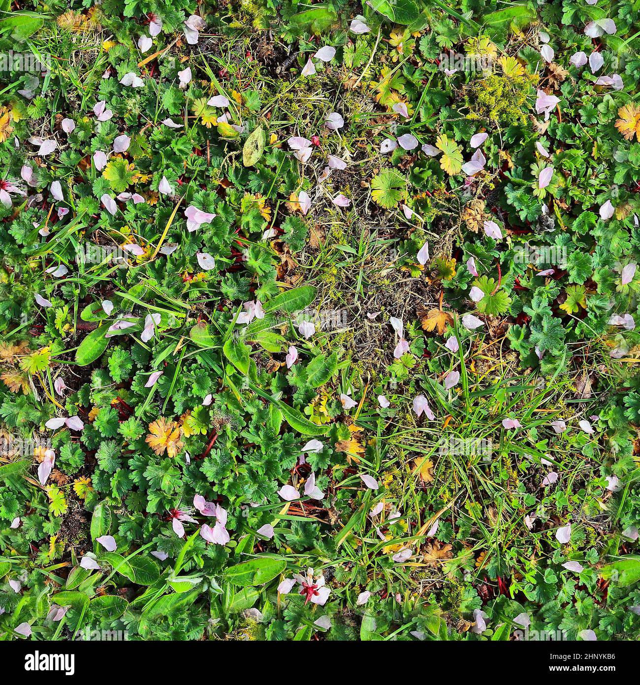 Photo realistic seamless grass texture in high resolution with more ...