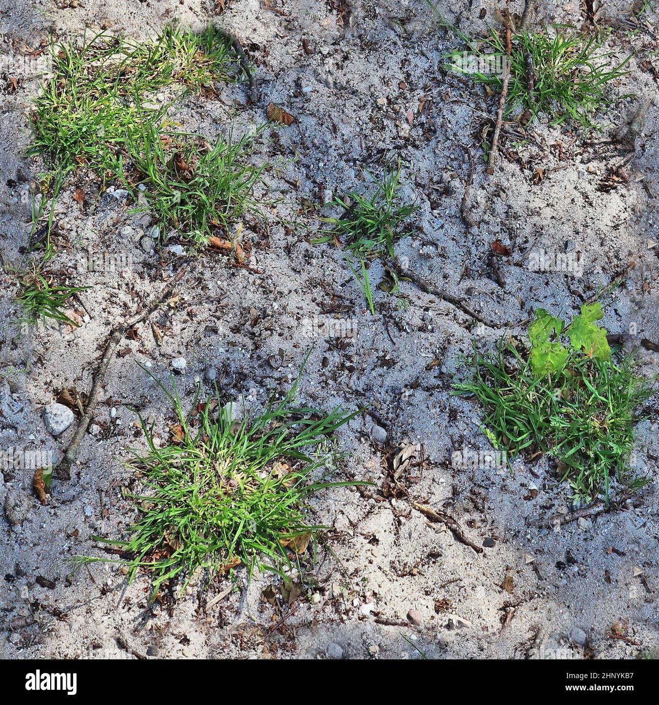 Photo realistic seamless grass texture in high resolution with more ...