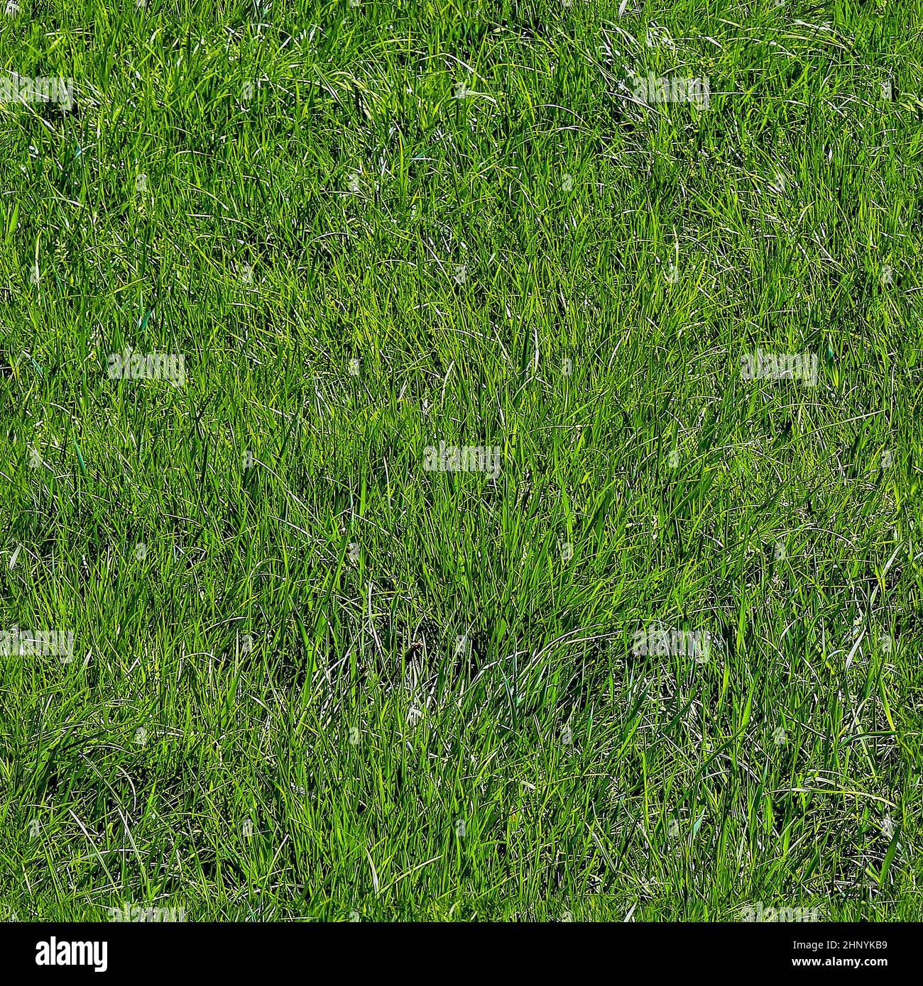 Grass Texture High Resolution