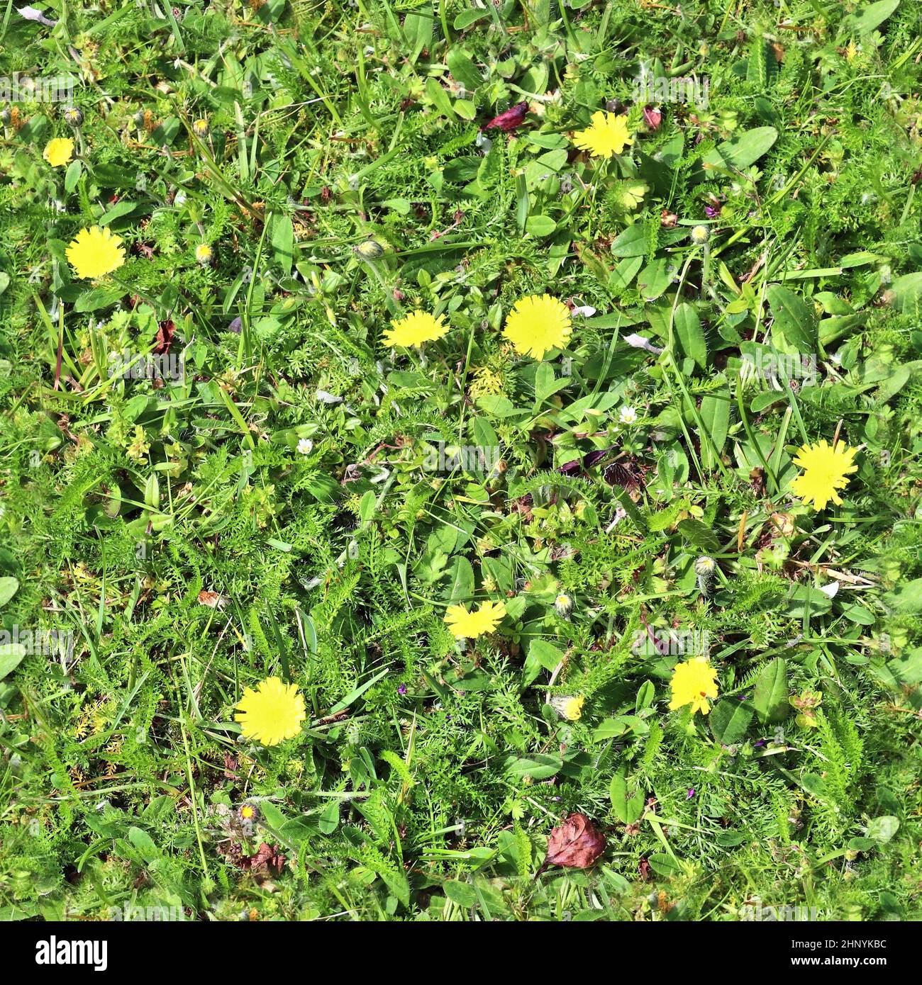 Photo realistic seamless grass texture in high resolution with more ...