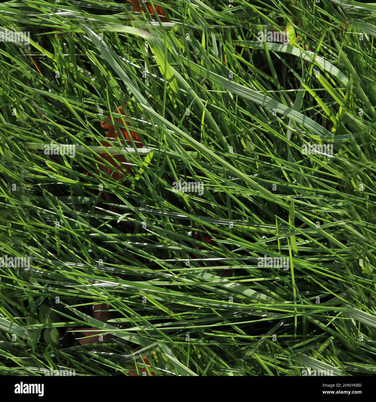 Photo realistic seamless grass texture in high resolution with more ...