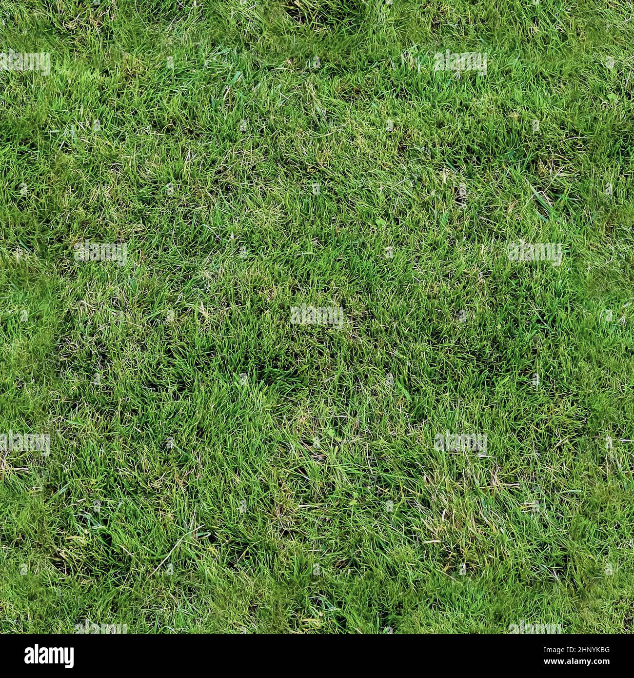 Photo realistic seamless grass texture in high resolution with more ...