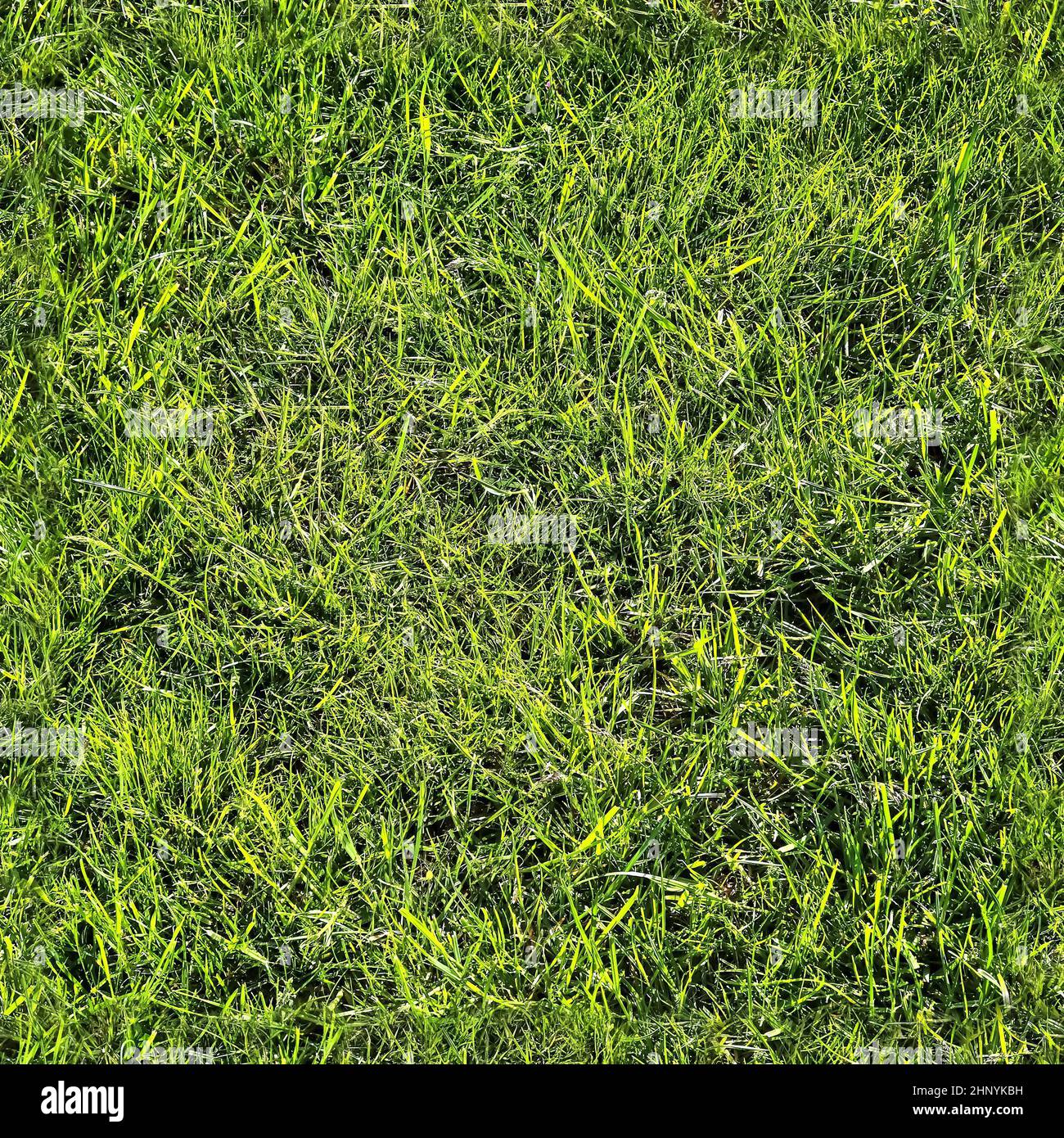 Photo realistic seamless grass texture in high resolution with more ...