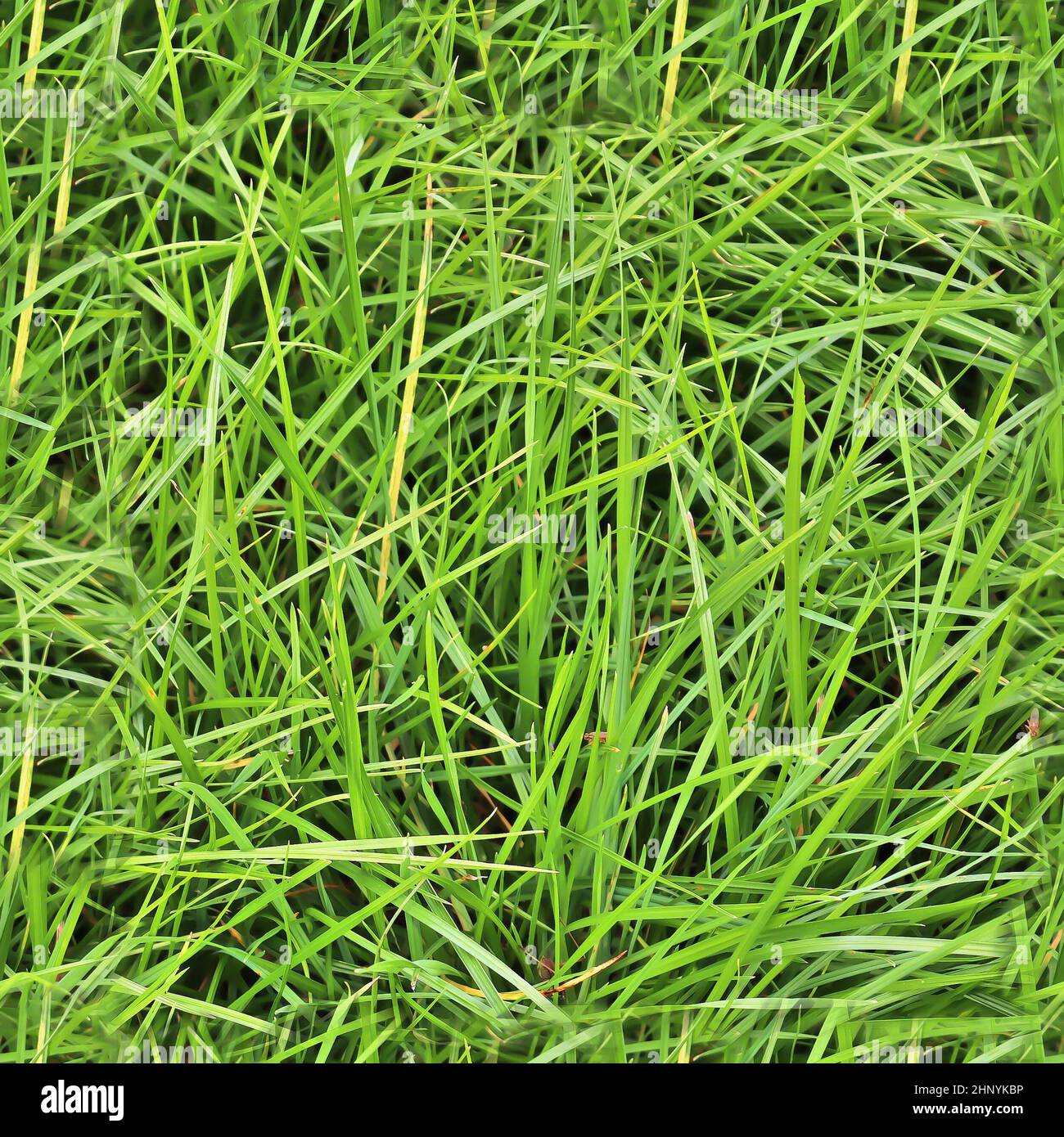 Photo realistic seamless grass texture in high resolution with more ...