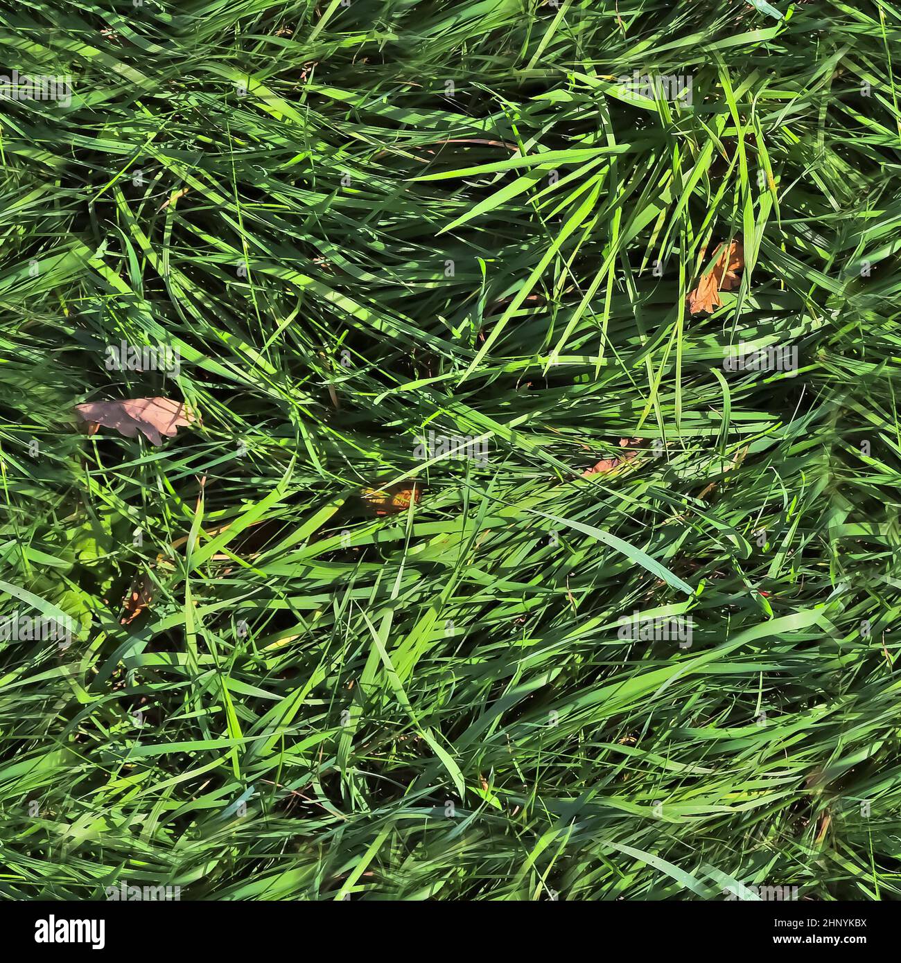 Photo realistic seamless grass texture in high resolution with more ...