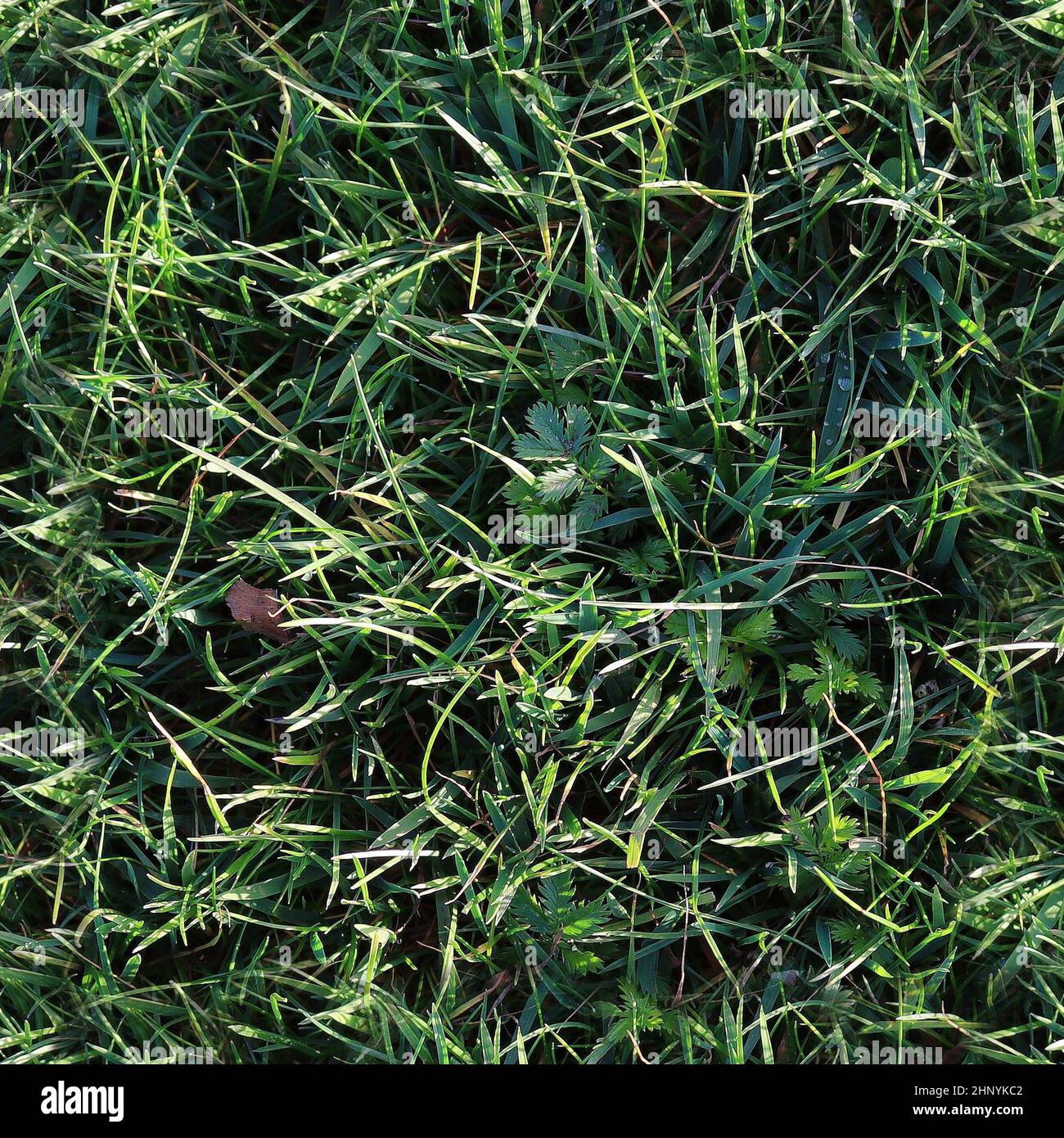 Photo realistic seamless grass texture in high resolution with more than 6 megapixel Stock Photo ...