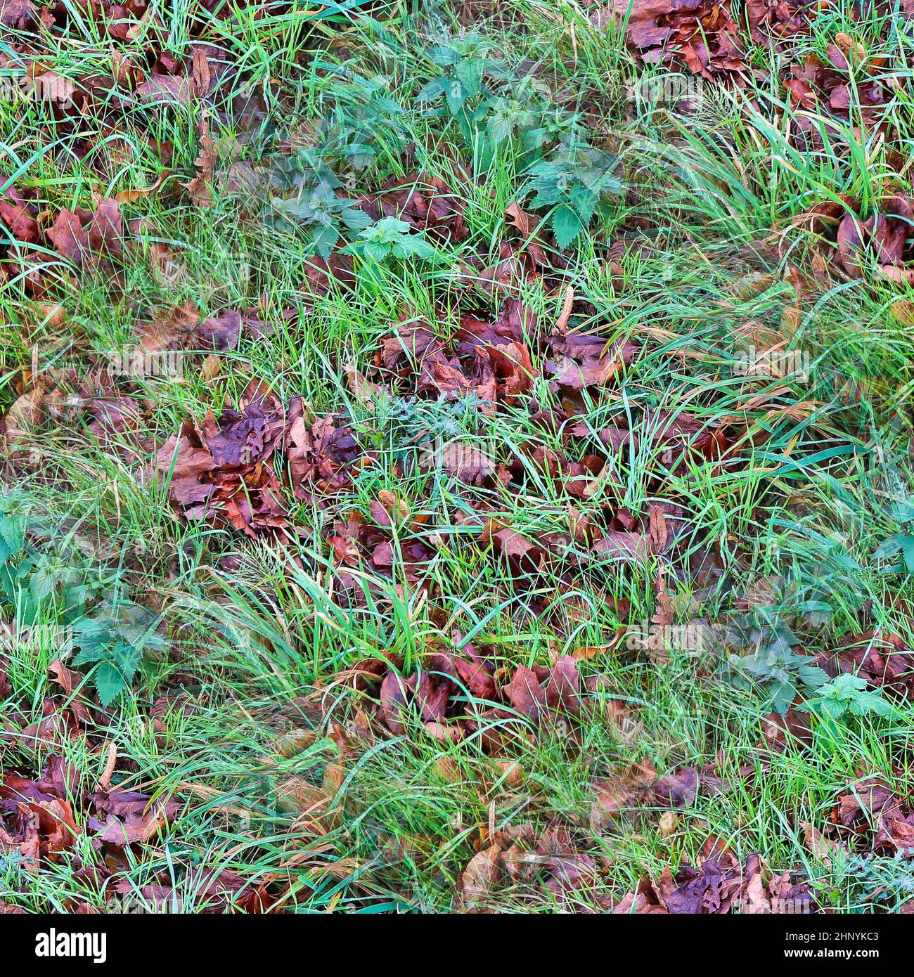 Photo realistic seamless grass texture in high resolution with more ...