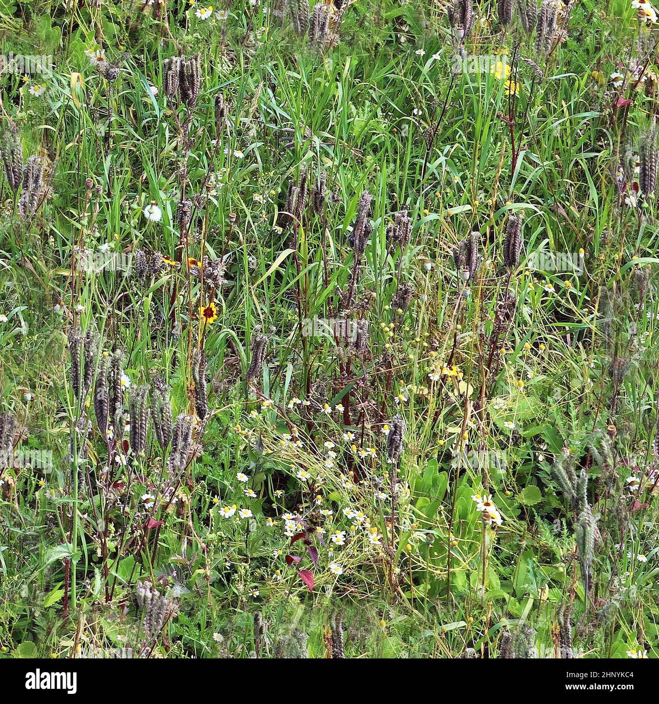 Photo realistic seamless grass texture in high resolution with more ...