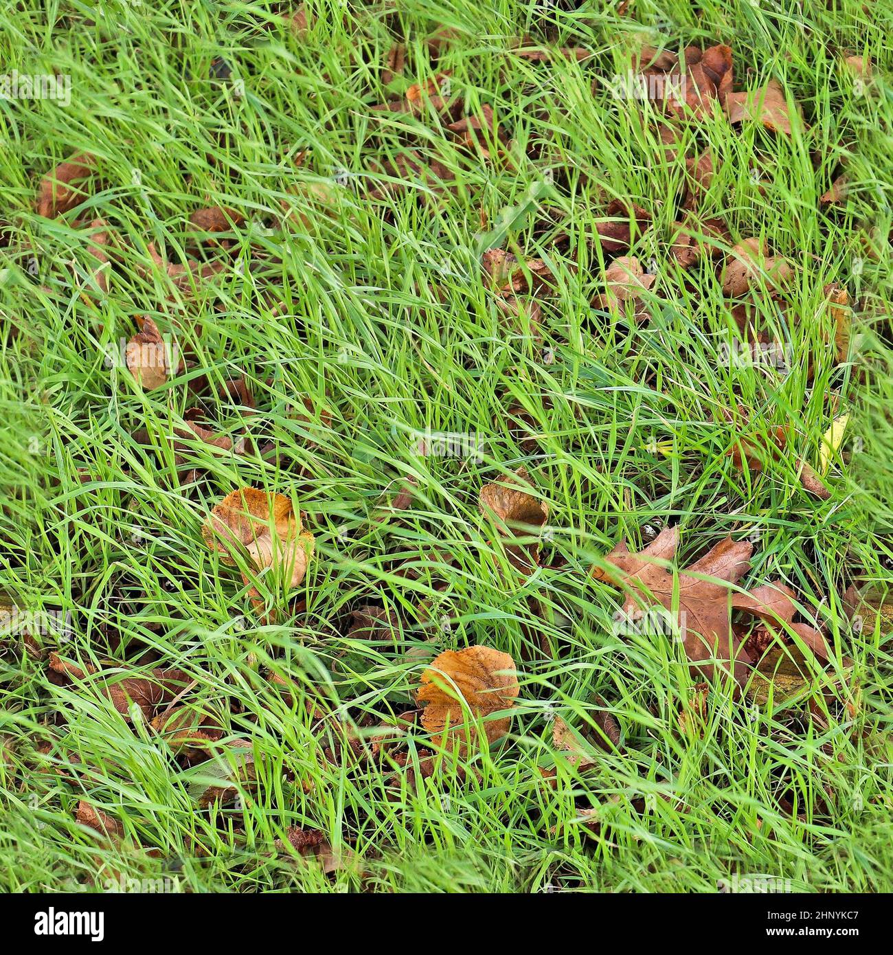 Photo realistic seamless grass texture in high resolution with more ...