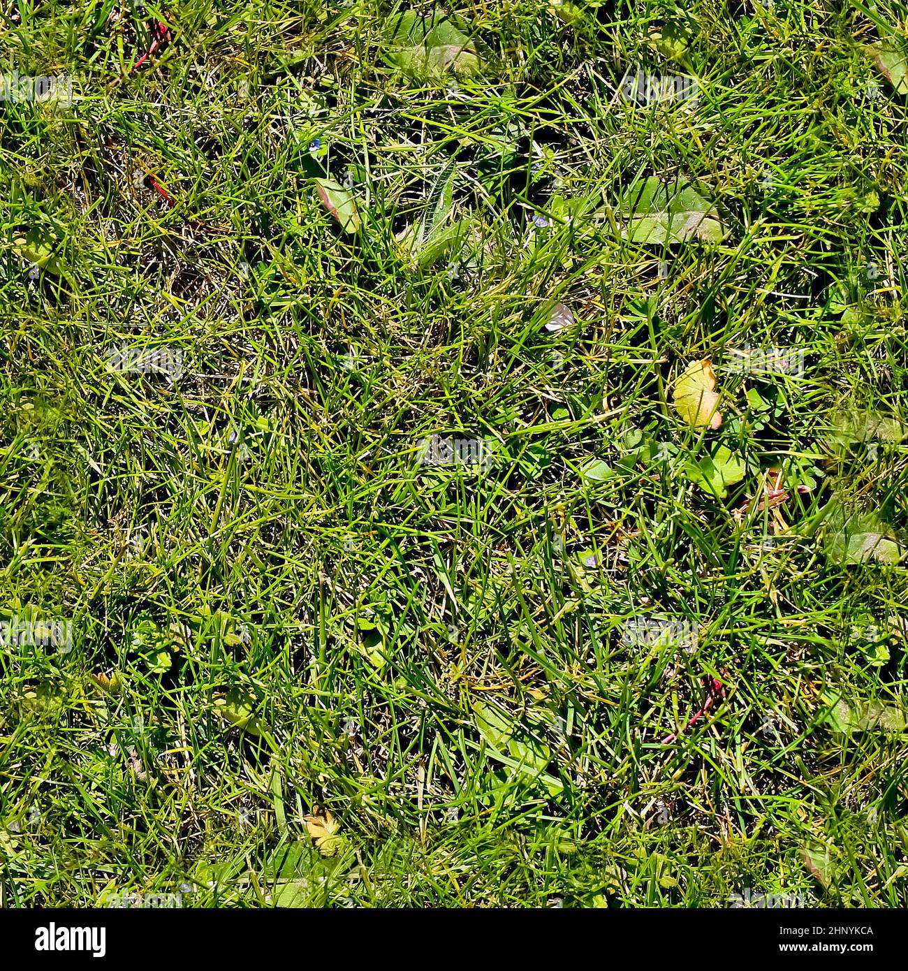 Photo realistic seamless grass texture in high resolution with more ...