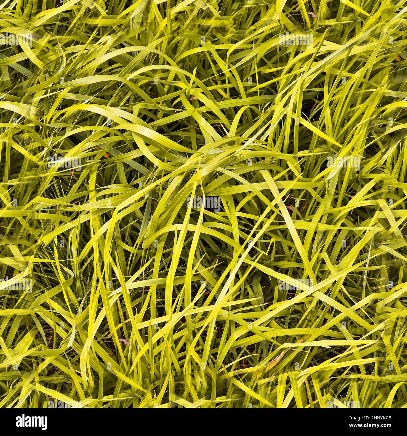 Photo realistic seamless grass texture in high resolution with more ...