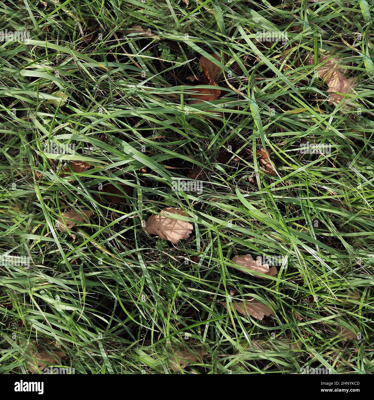 Photo realistic seamless grass texture in high resolution with more ...