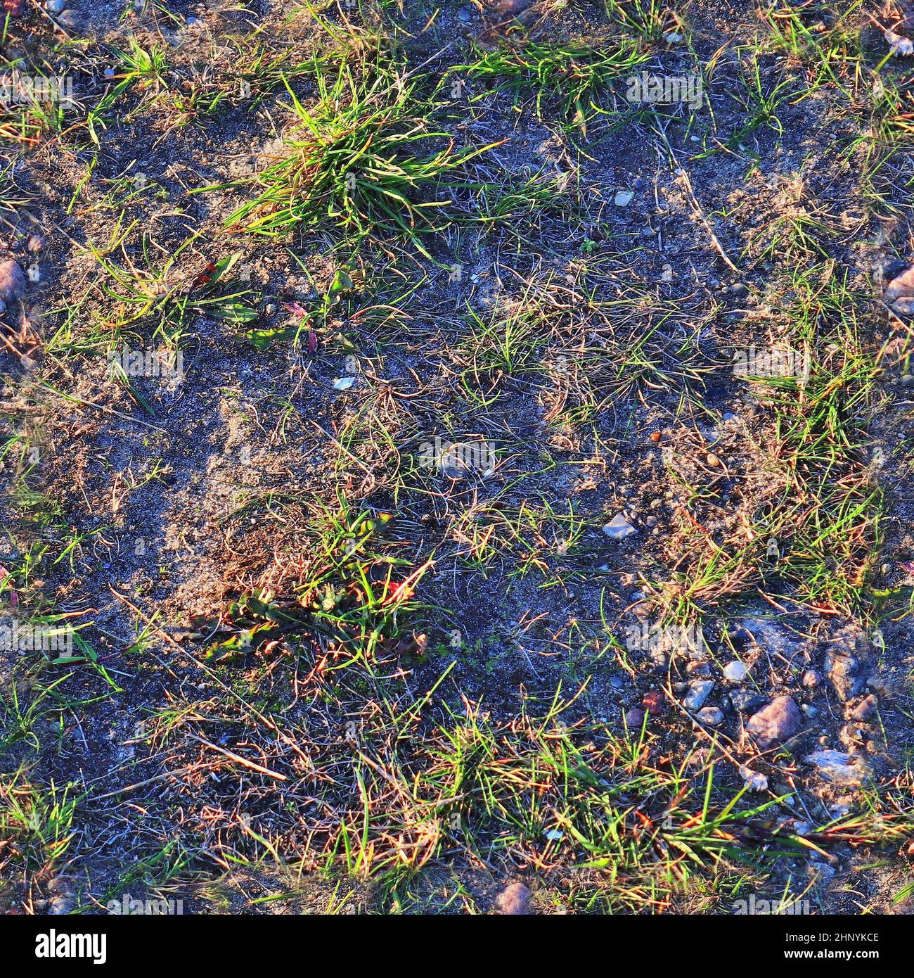 Photo realistic seamless grass texture in high resolution with more ...