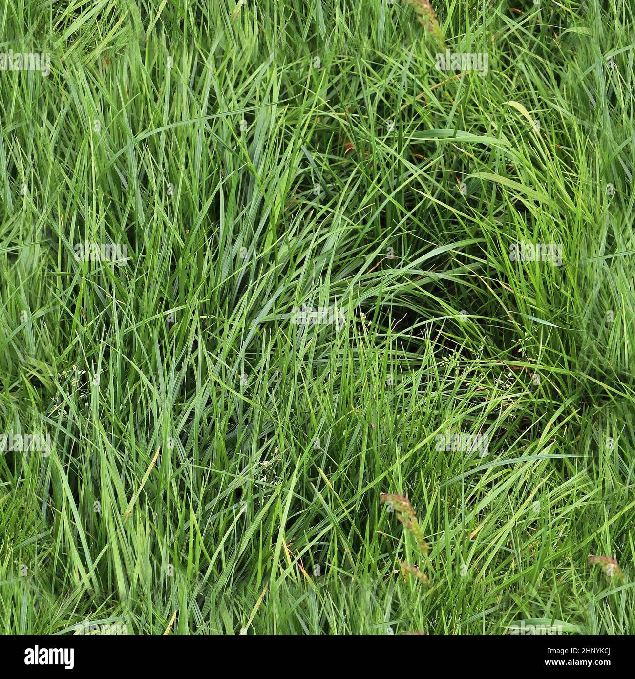 Photo realistic seamless grass texture in high resolution with more ...