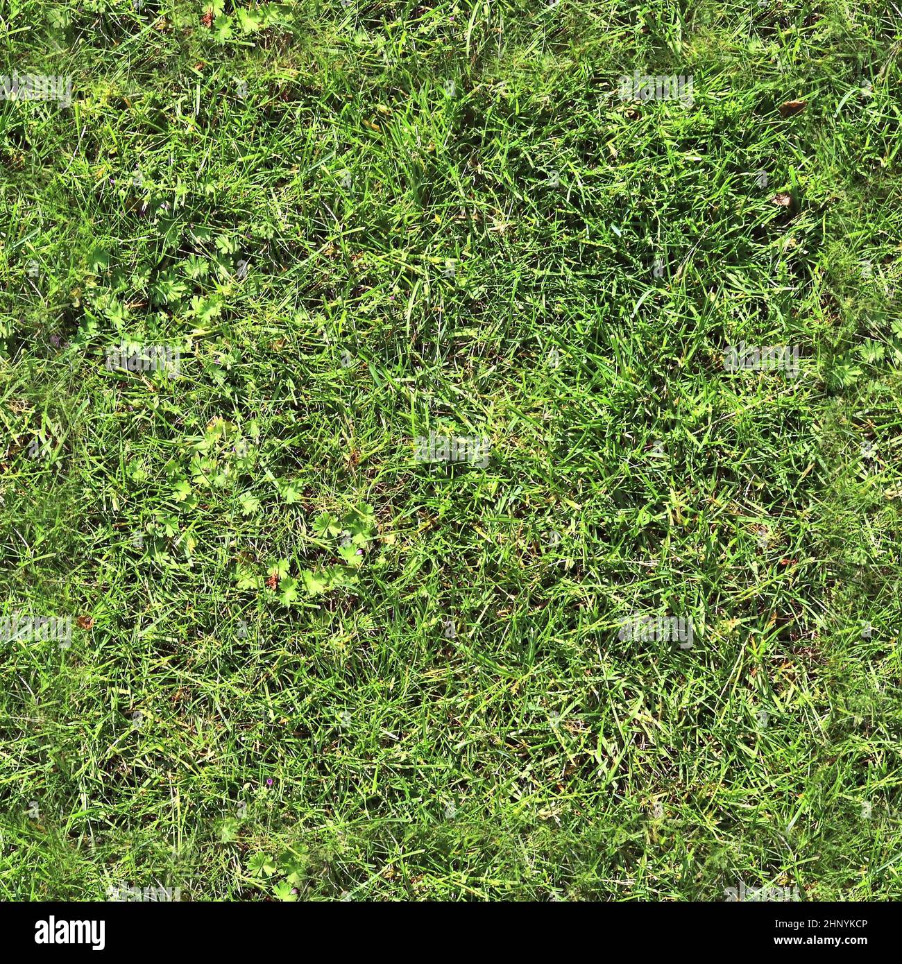 Photo realistic seamless grass texture in high resolution with more ...