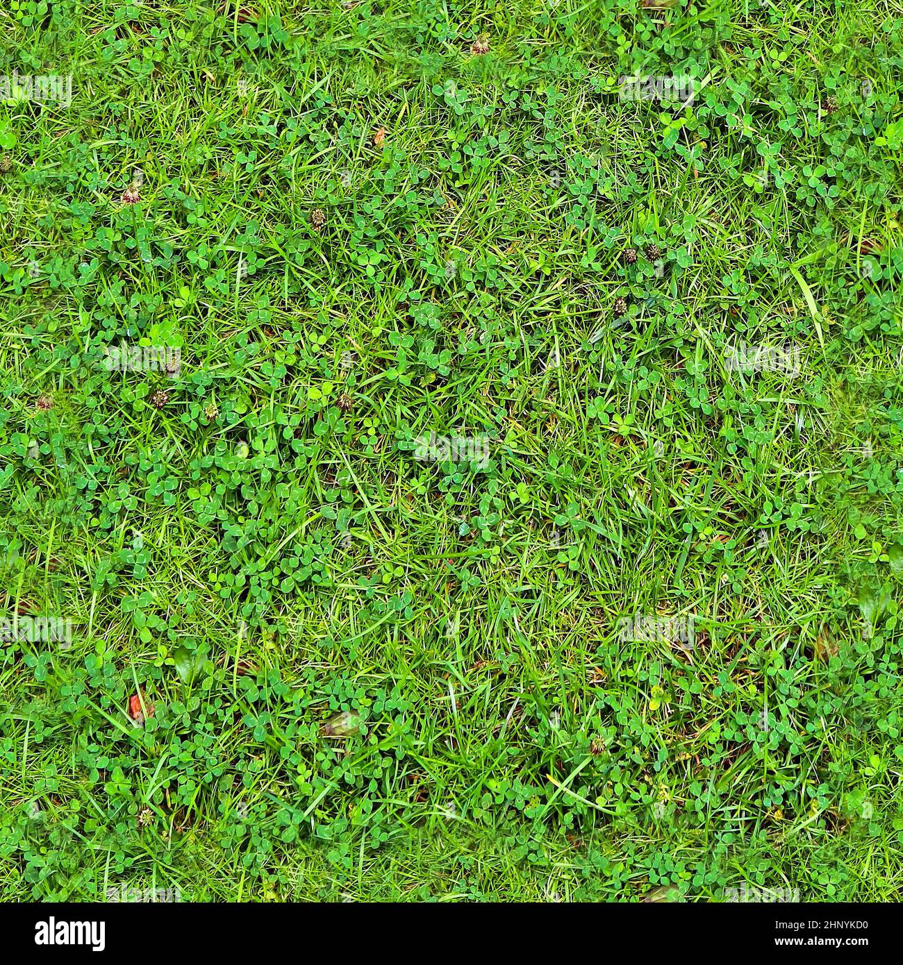 Photo realistic seamless grass texture in high resolution with more ...