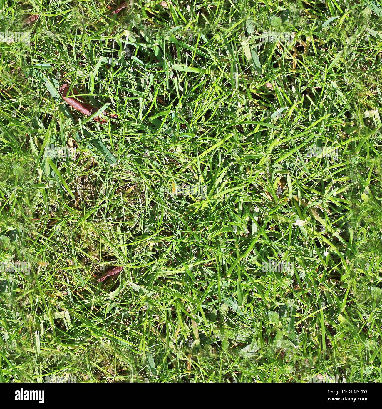 Photo realistic seamless grass texture in high resolution with more ...