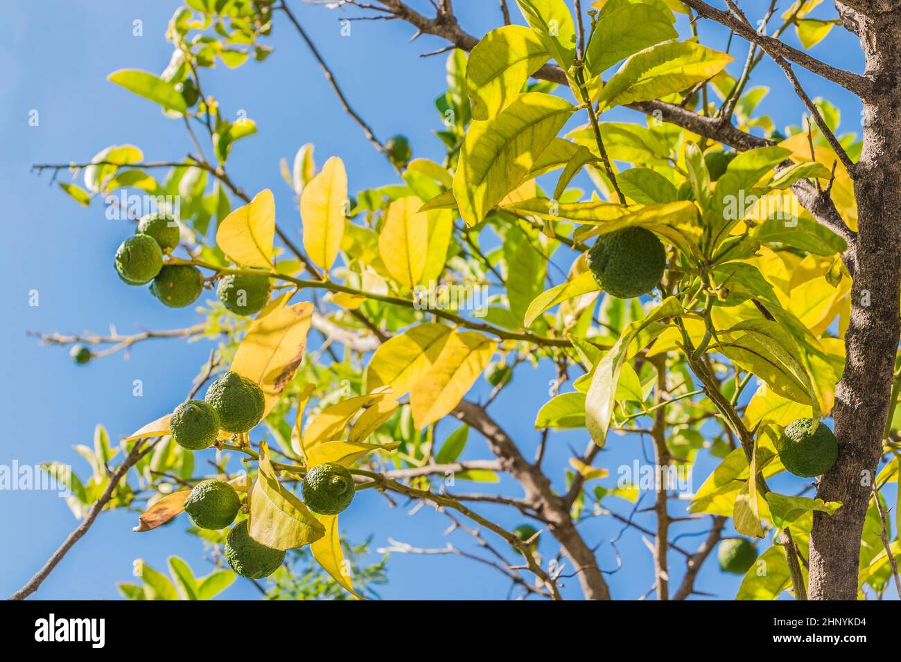 Lime tree or lemon tree in the gardens of Cape Town, South Africa Stock ...