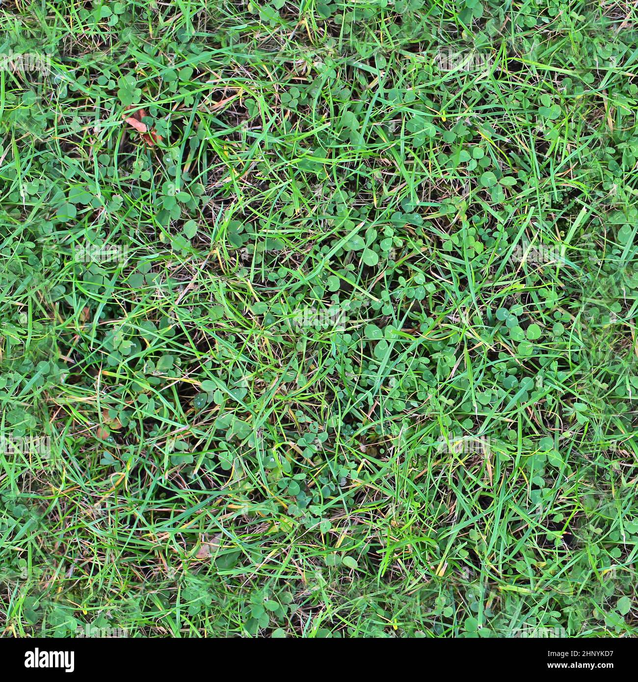 Photo realistic seamless grass texture in high resolution with more ...
