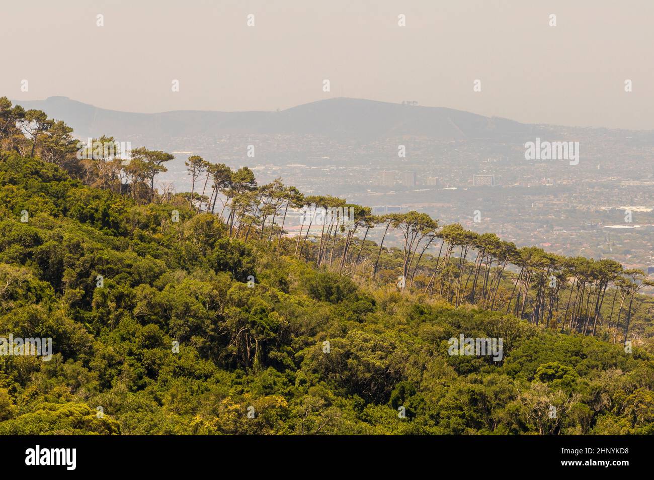 Sensational row of trees on the mountainside in the district of ...