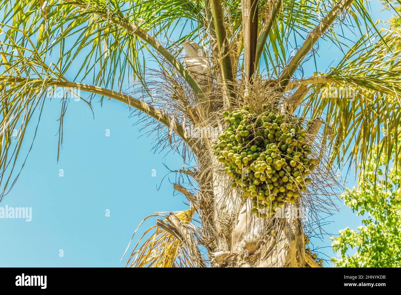 Palms, palm plants, tree, crown of a palm tree in dry Cape Town in ...