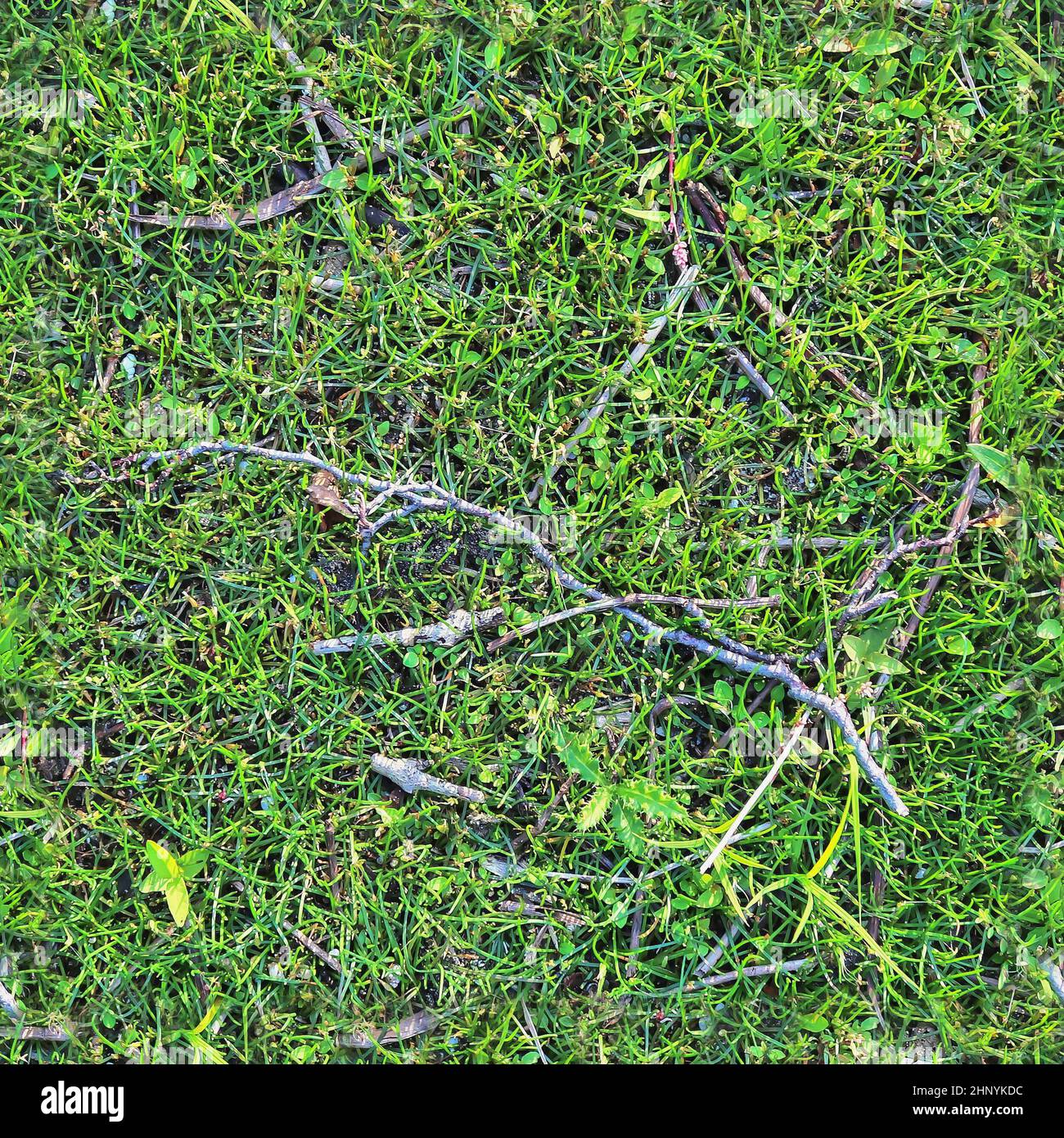 Photo realistic seamless grass texture in high resolution with more ...