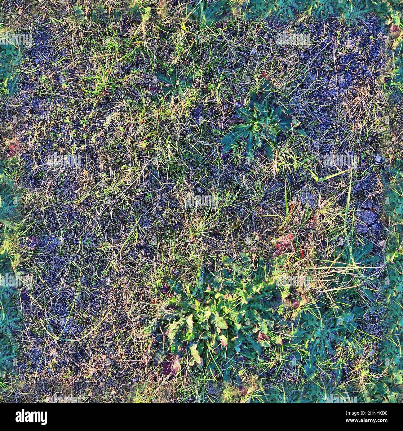 Photo realistic seamless grass texture in high resolution with more ...