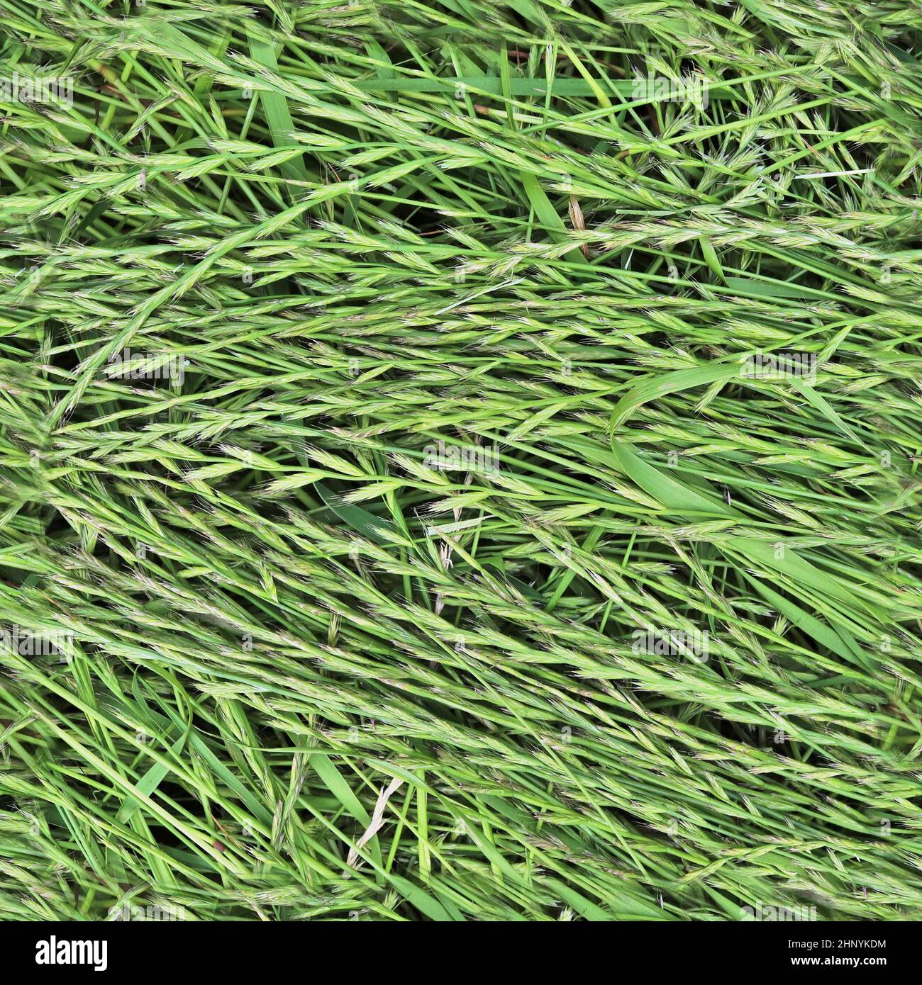 Photo realistic seamless grass texture in high resolution with more ...