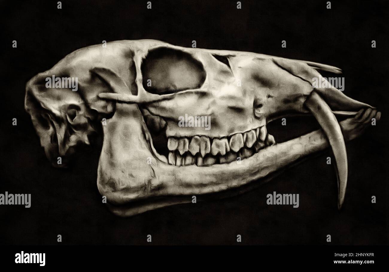 Skull musk deer hi-res stock photography and images - Alamy