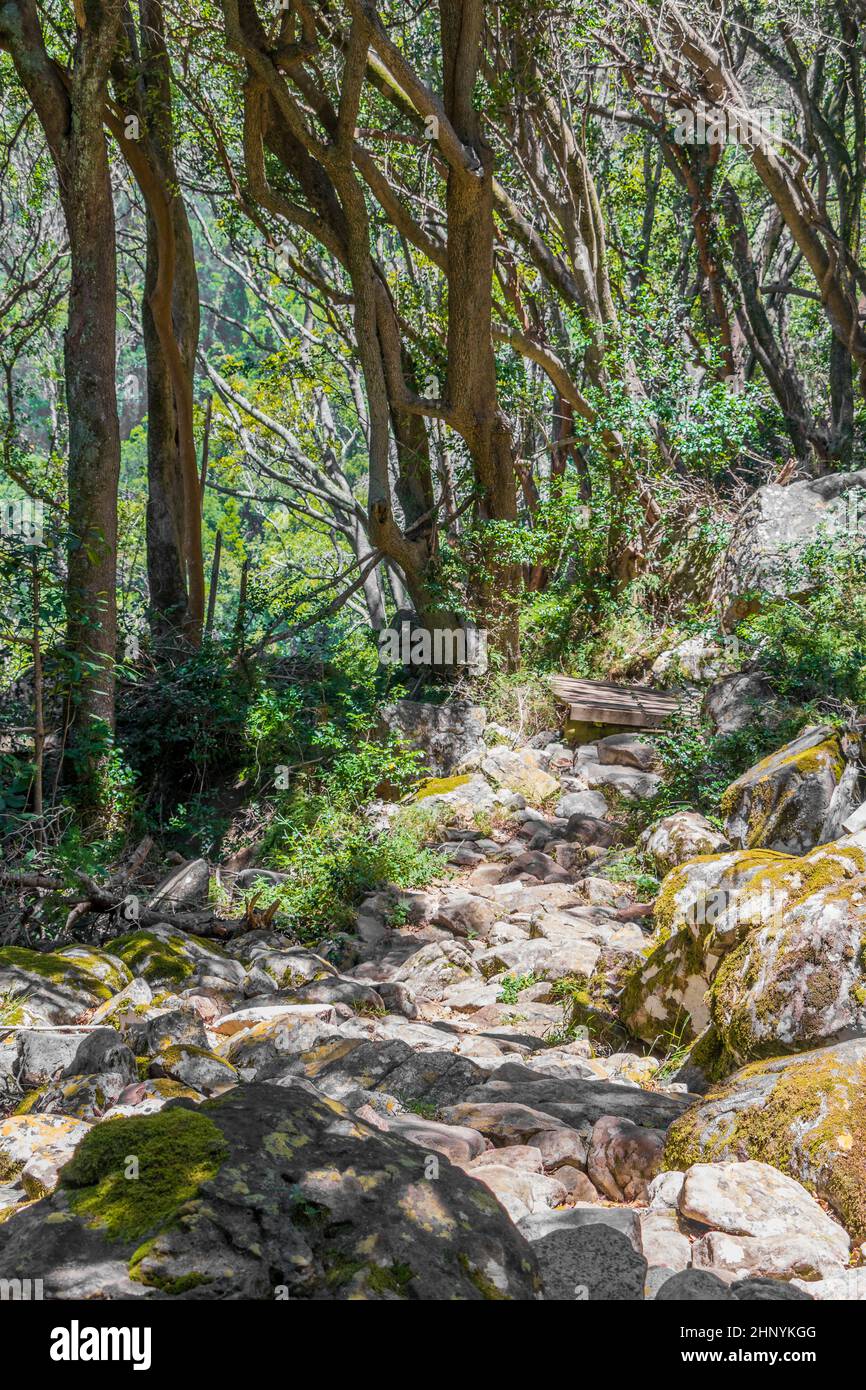 Stony forest path and hiking trail in Table Mountain National Park in ...